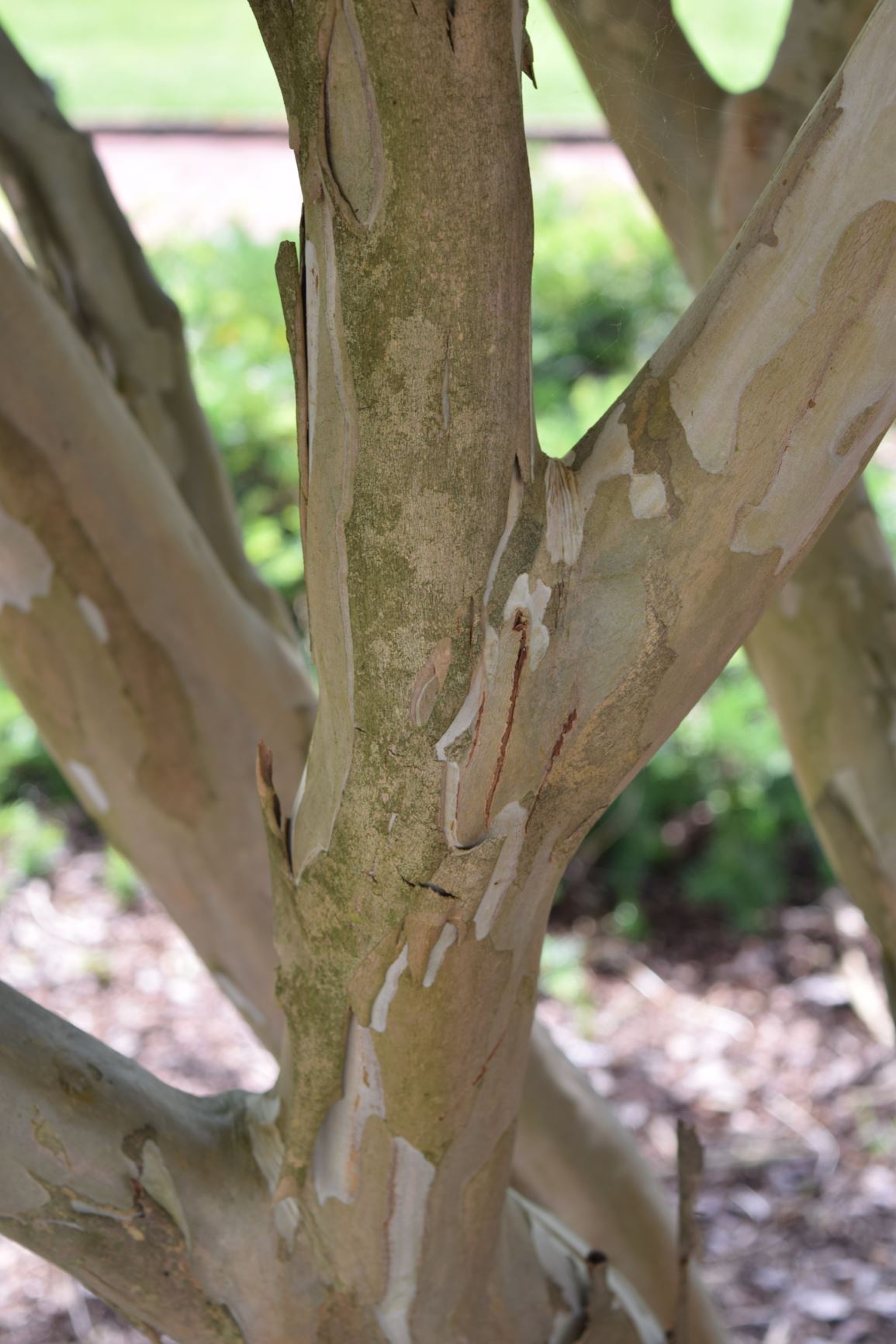 Lagerstroemia 'Acoma' - crape myrtle | Lewis Ginter Botanical Garden ...