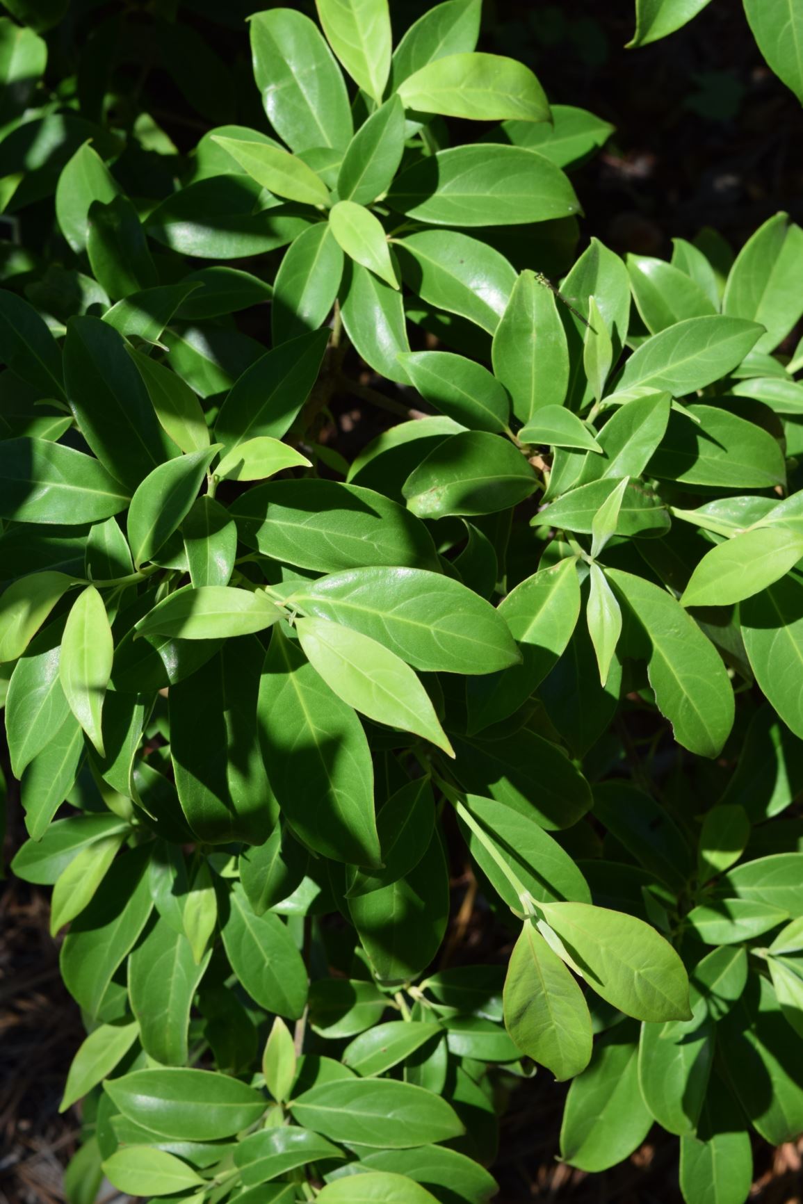 Cornus angustata 'Elsbry' Empress of China ® - Chinese Evergreen ...