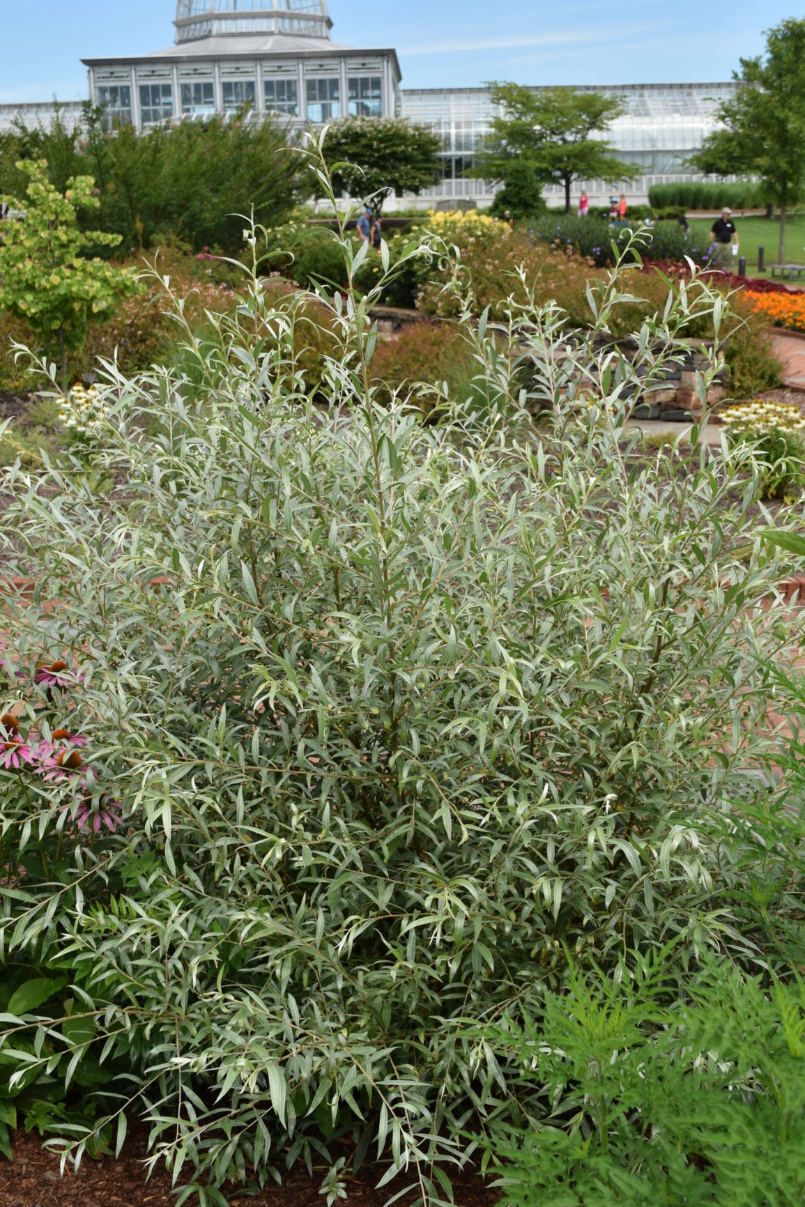 Salix alba var. sericea - silver willow, white willow | Lewis Ginter ...