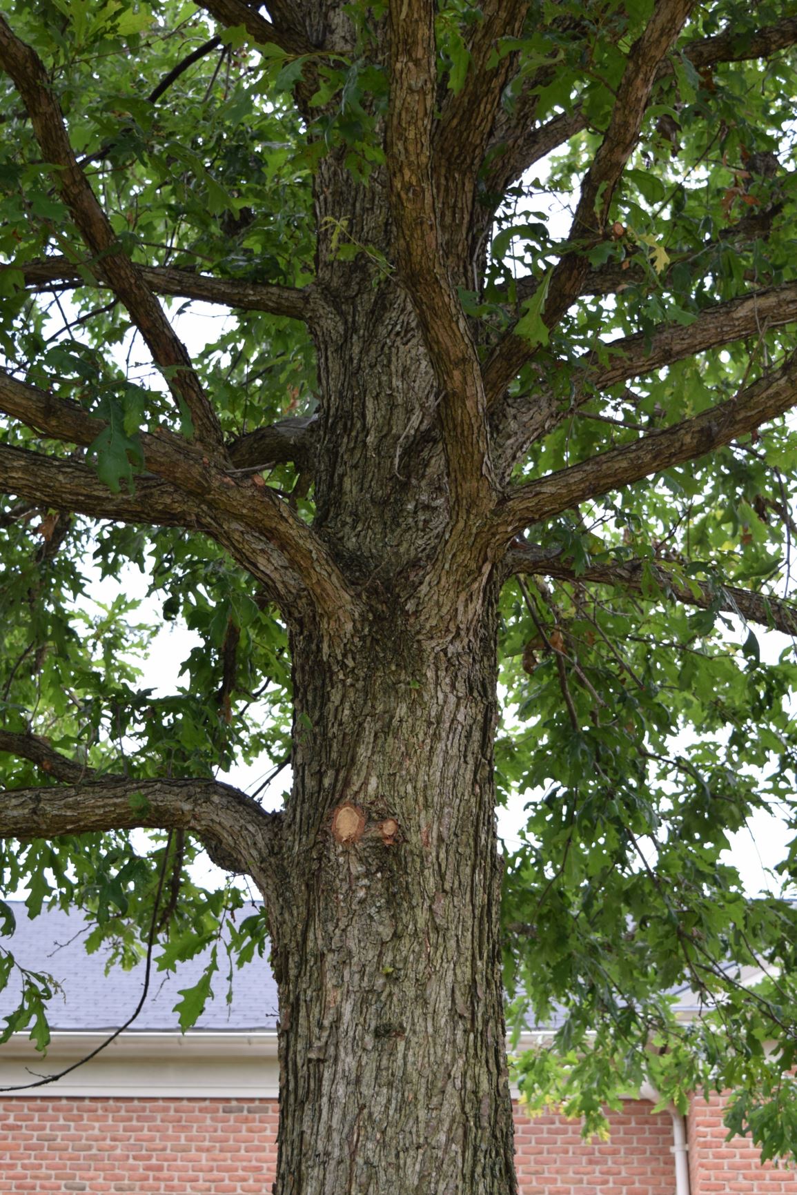 Quercus lyrata 'QLFTB' Highbeam ™ - overcup oak | Lewis Ginter ...