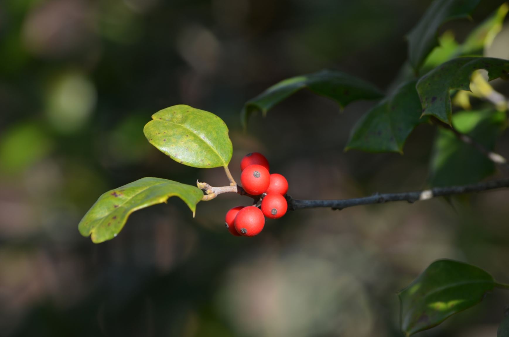 Ilex opaca 'Miss Helen' - holly | Lewis Ginter Botanical Garden ...