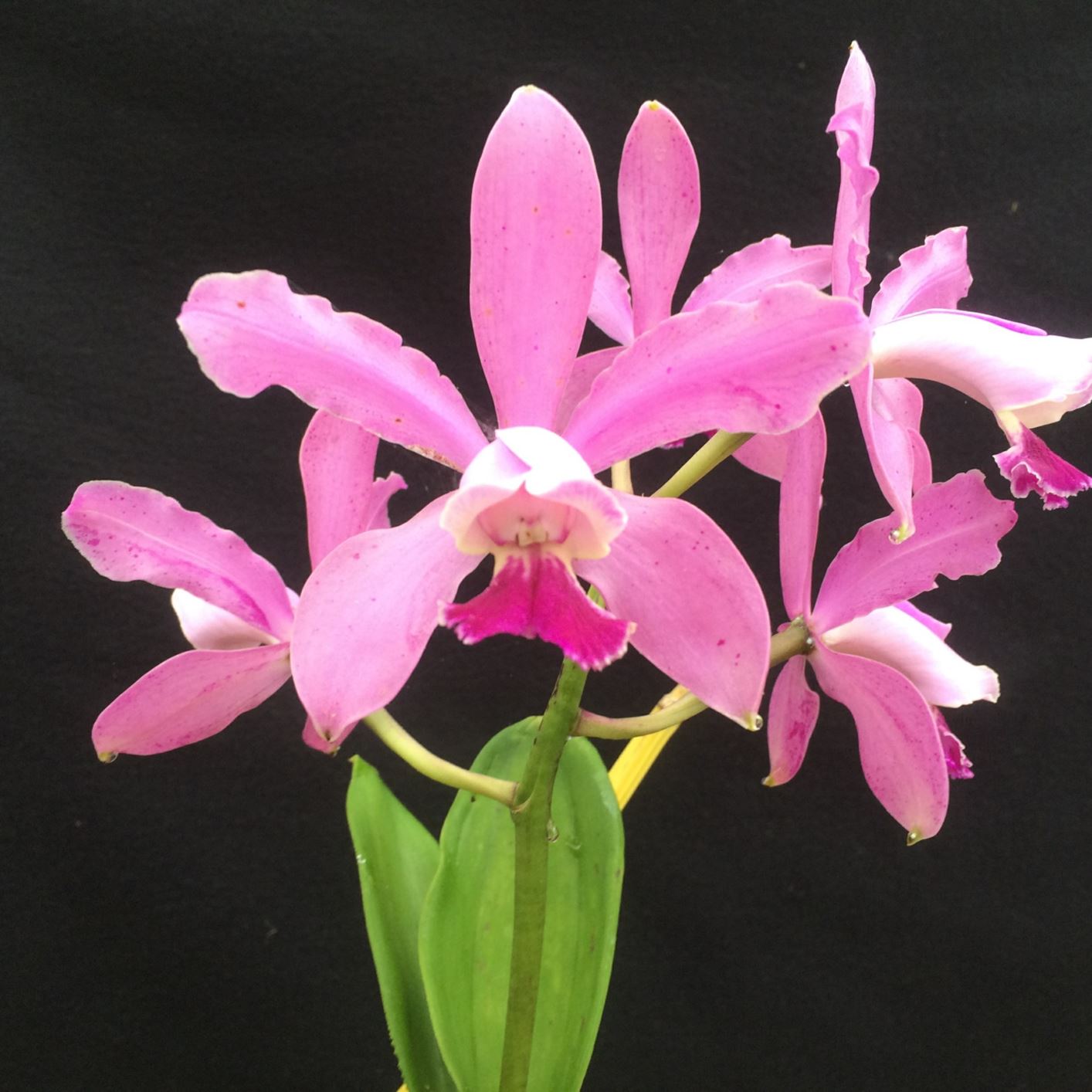 Cattleya guttata - Corsage Orchid | Lewis Ginter Botanical Garden ...