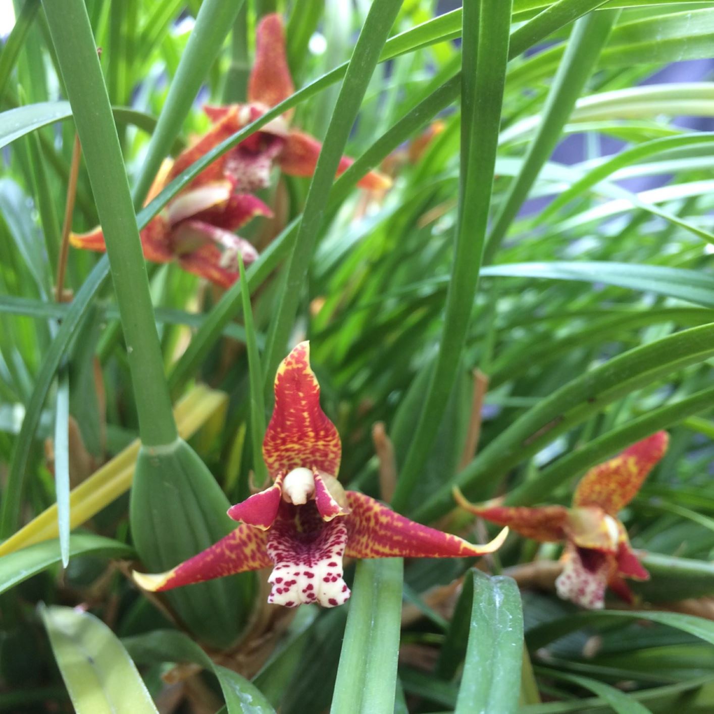Maxillariella tenuifolia - coconut orchid | Lewis Ginter Botanical ...
