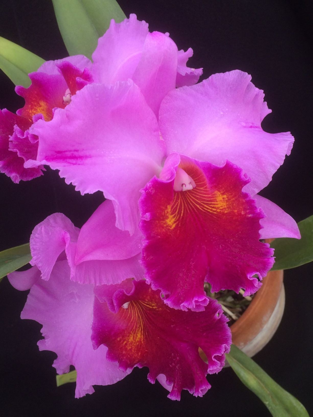 Cattleya Carl Bornshine × C. Mary Dickert - Corsage Orchid | Lewis ...