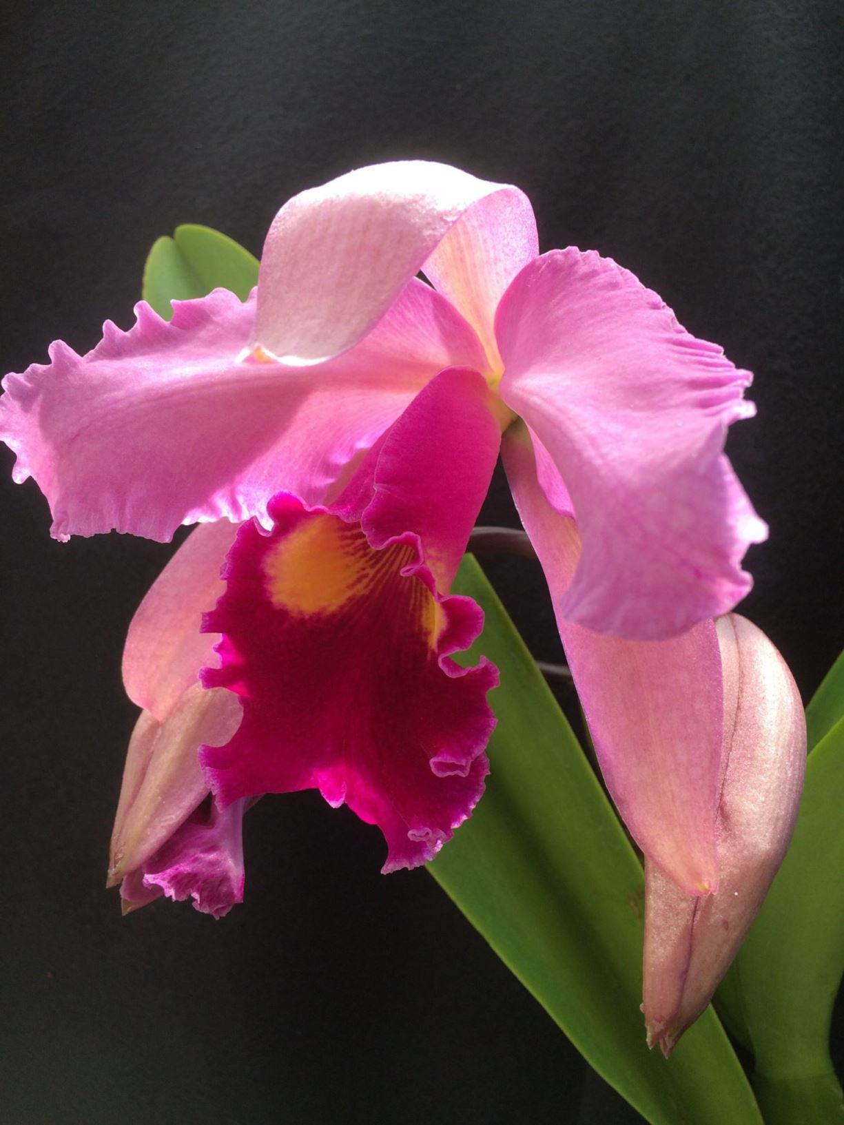 Cattleya Arthur Brierley 'Biggie' - corsage orchid | Lewis Ginter ...