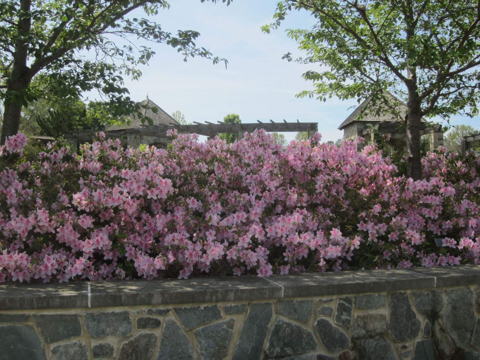 Rhododendron 'George Lindley Taber' - hybrid azalea | Lewis Ginter ...