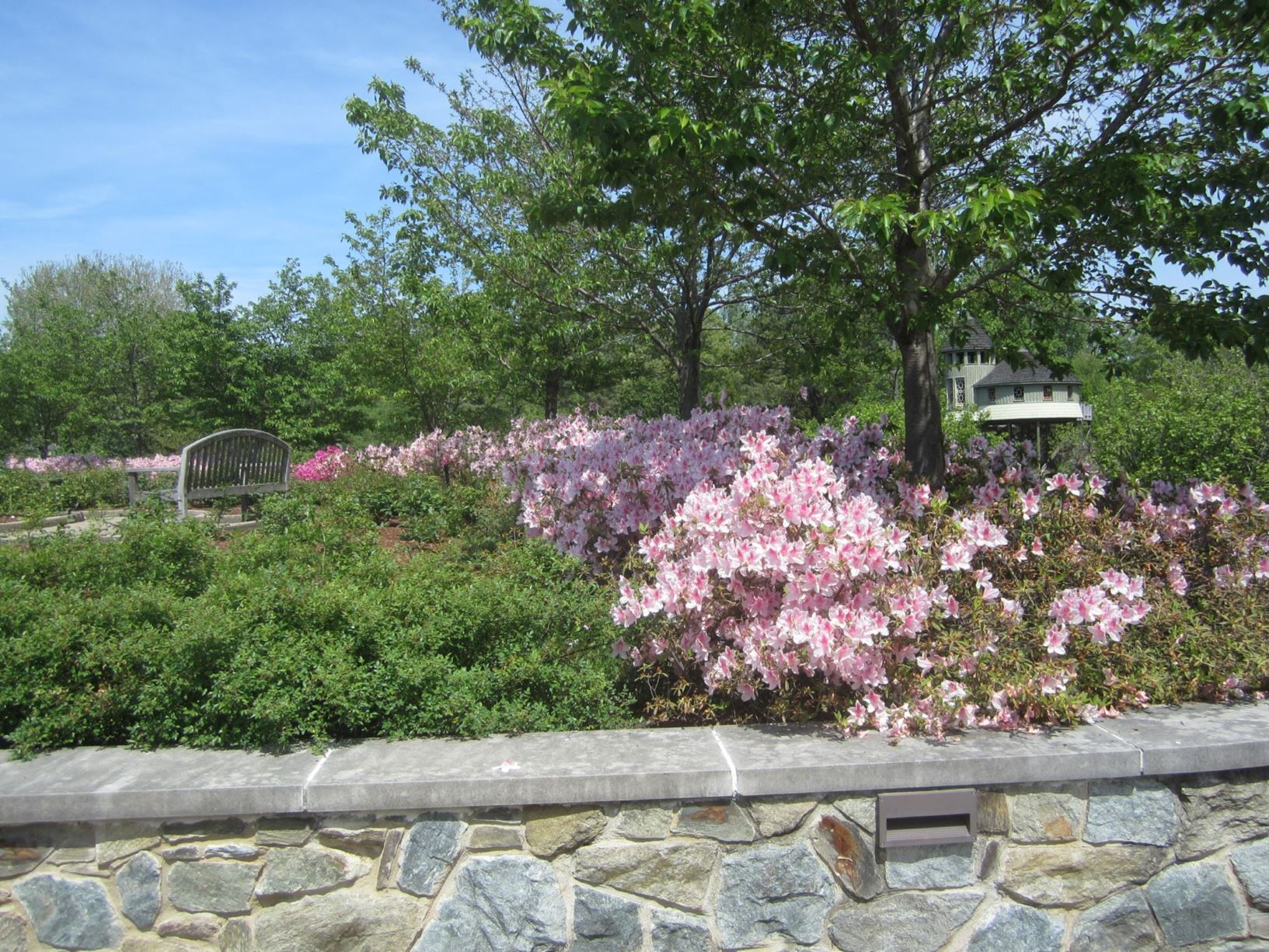 Rhododendron 'George Lindley Taber' - hybrid azalea | Lewis Ginter ...