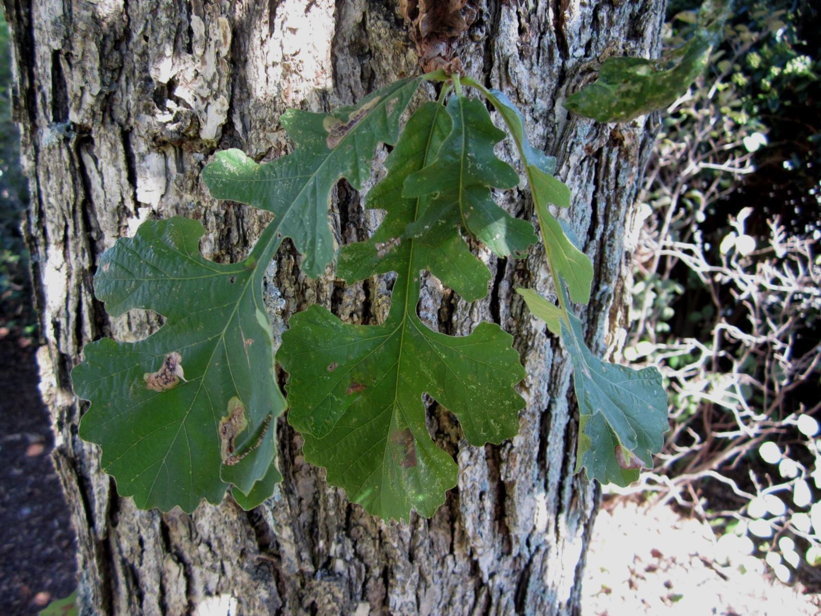 Quercus macrocarpa - bur oak | Lewis Ginter Botanical Garden - Richmond ...