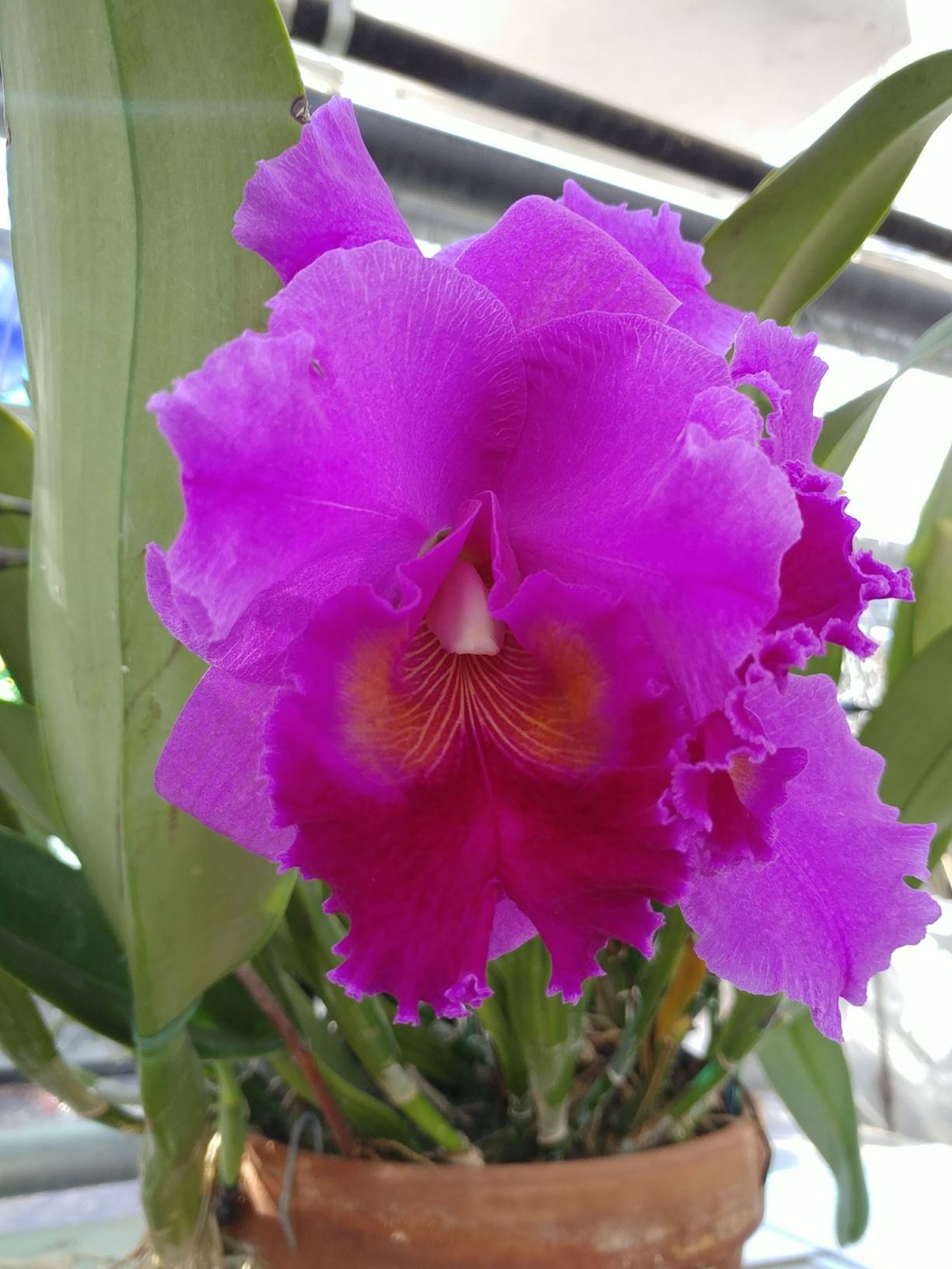 Rhyncholaeliocattleya Amy Wakasugi 'Yamanashi' - corsage orchid | Lewis ...