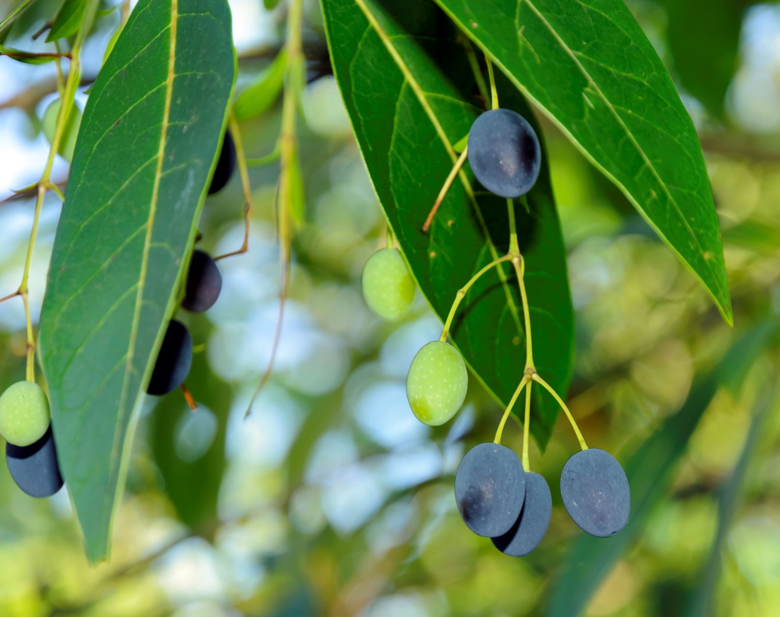 Chionanthus virginicus - fringe tree | Lewis Ginter Botanical Garden ...