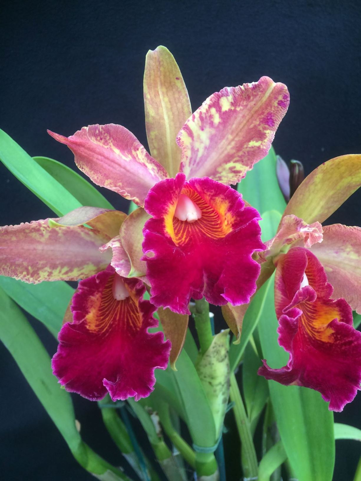 Cattleya Chickahominy - corsage orchid | Lewis Ginter Botanical Garden ...