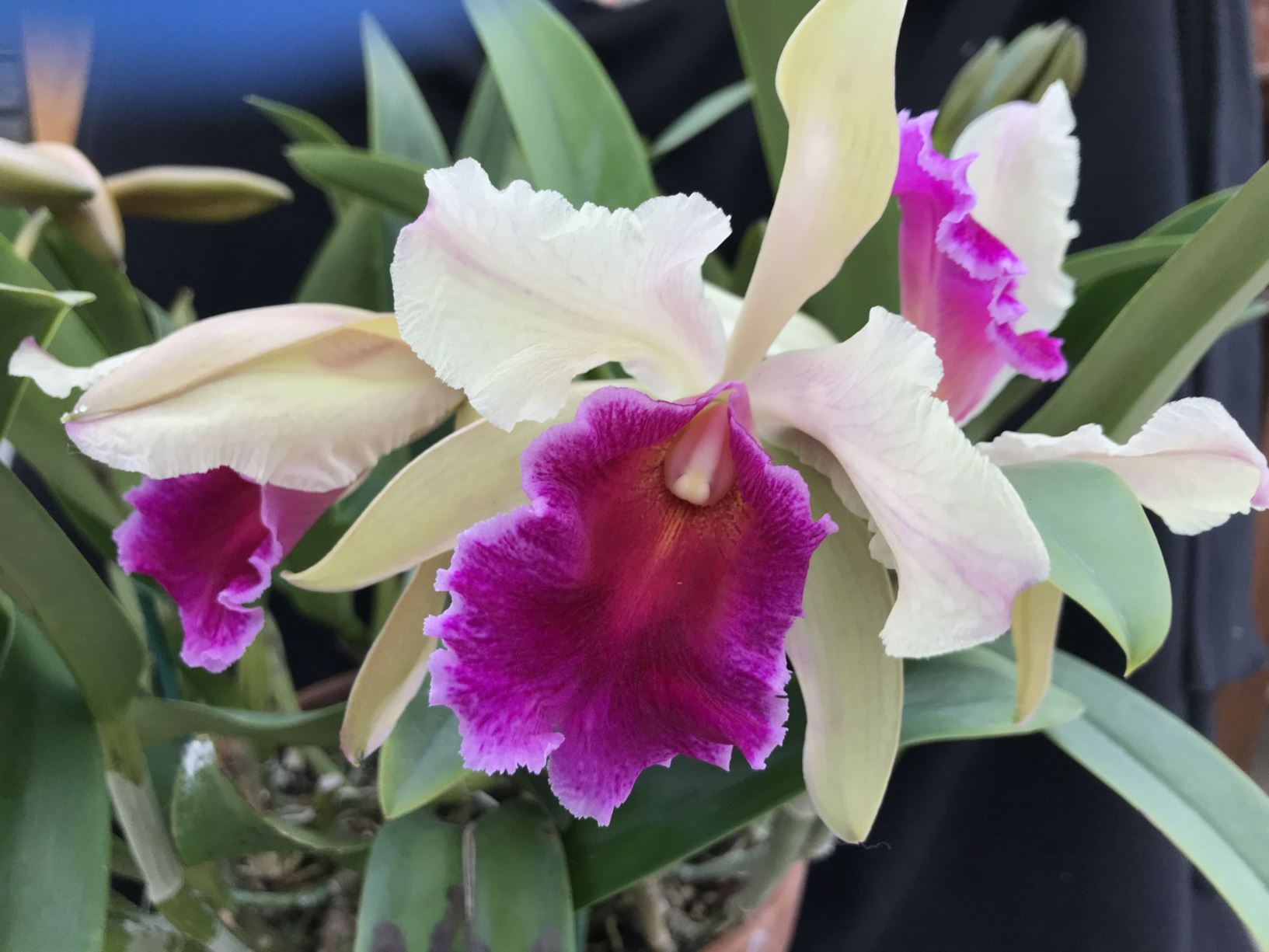 Cattleya Magneri × C. Robert H. Jewell - Corsage Orchid | Lewis Ginter ...