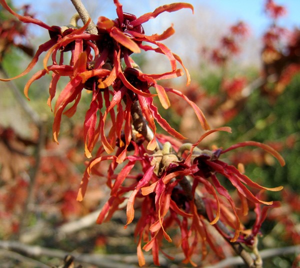 Hamamelis × intermedia 'Diane' - witch hazel | Lewis Ginter Botanical ...