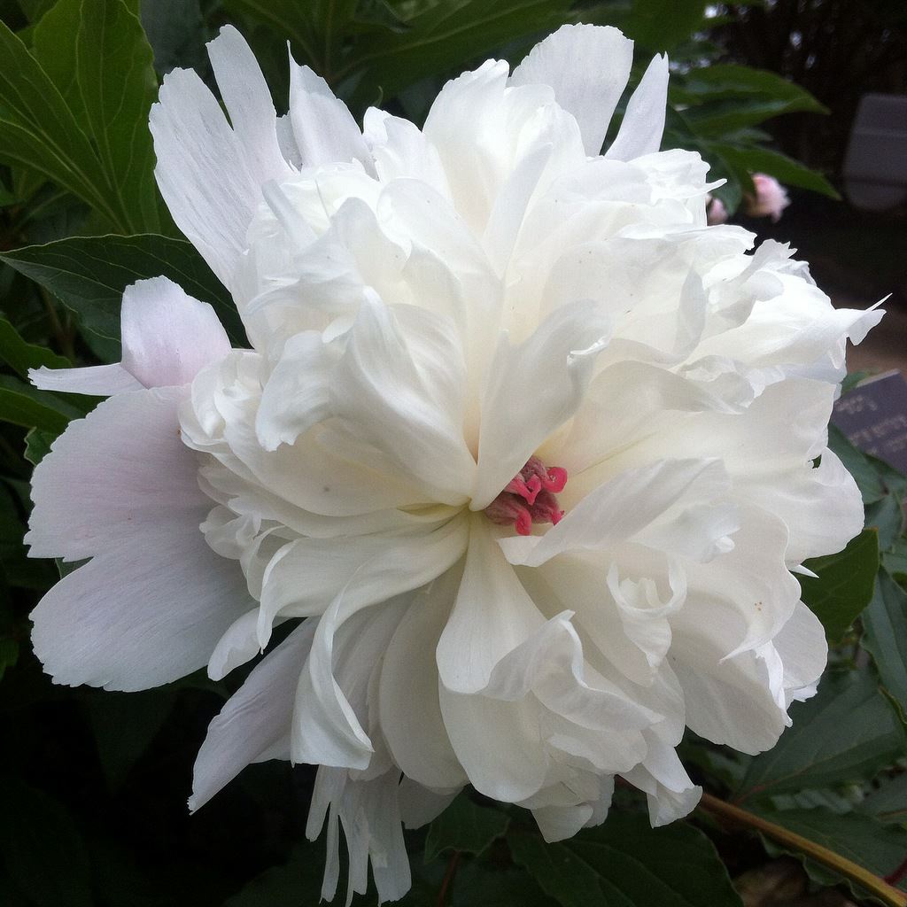 Paeonia lactiflora 'Queen Victoria' - Peony | Lewis Ginter Botanical ...