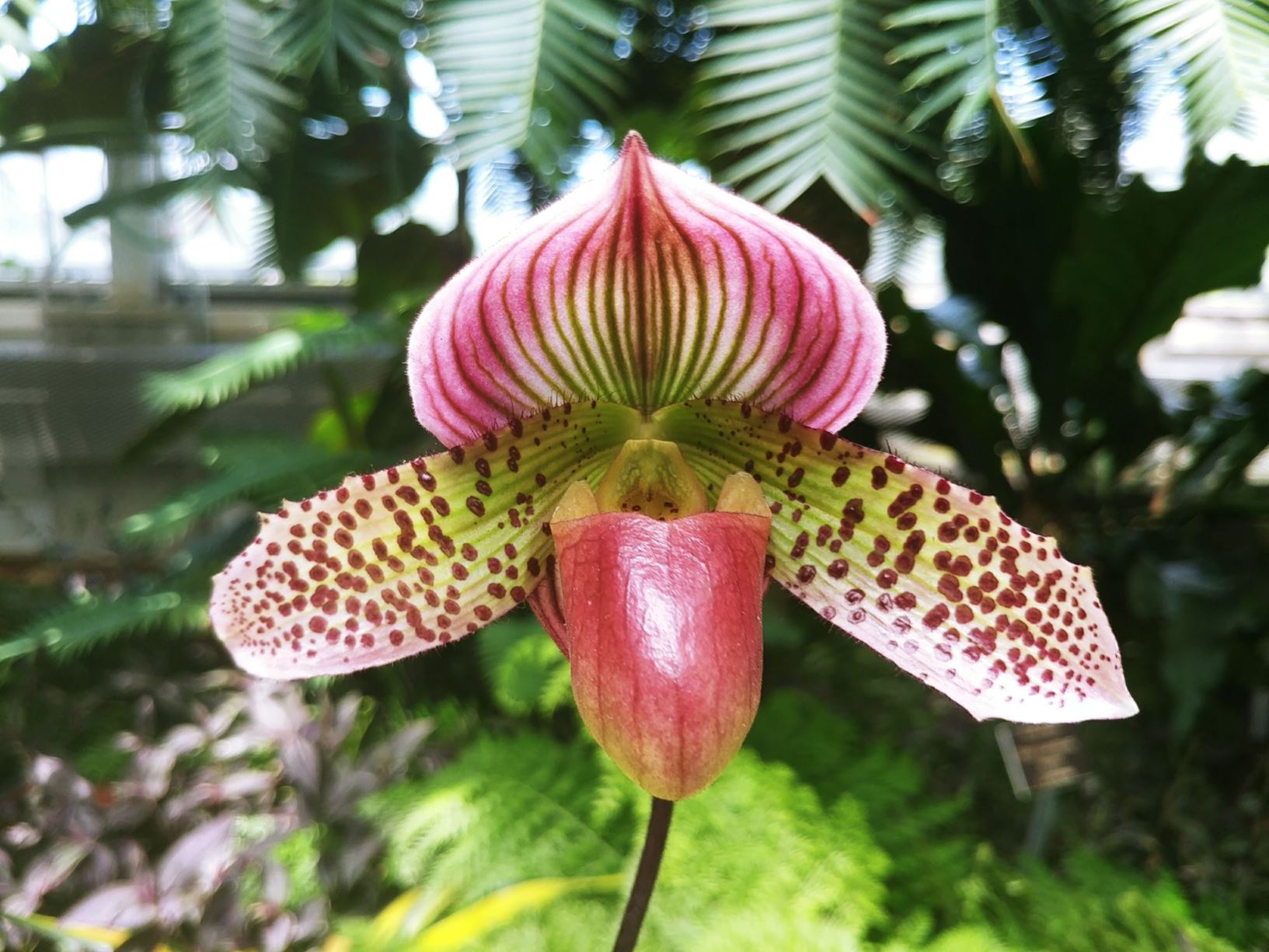Paphiopedilum Magical Illusion - Slipper Orchid | Lewis Ginter ...