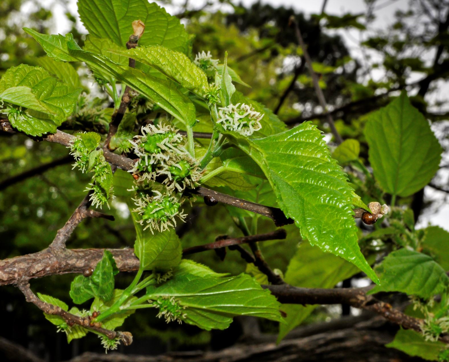 Morus rubra - red mulberry | Lewis Ginter Botanical Garden - Richmond ...
