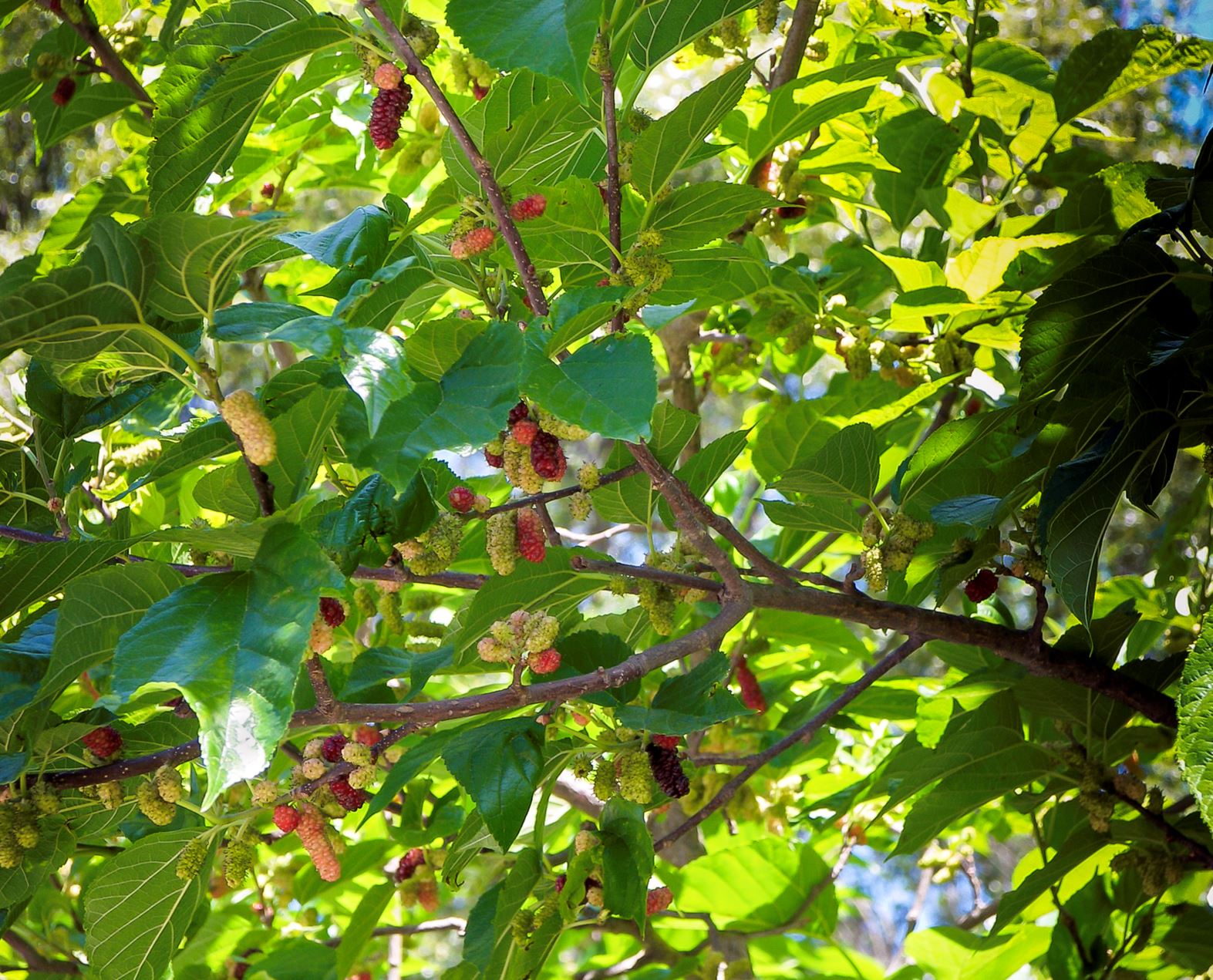 Morus rubra - red mulberry | Lewis Ginter Botanical Garden - Richmond ...