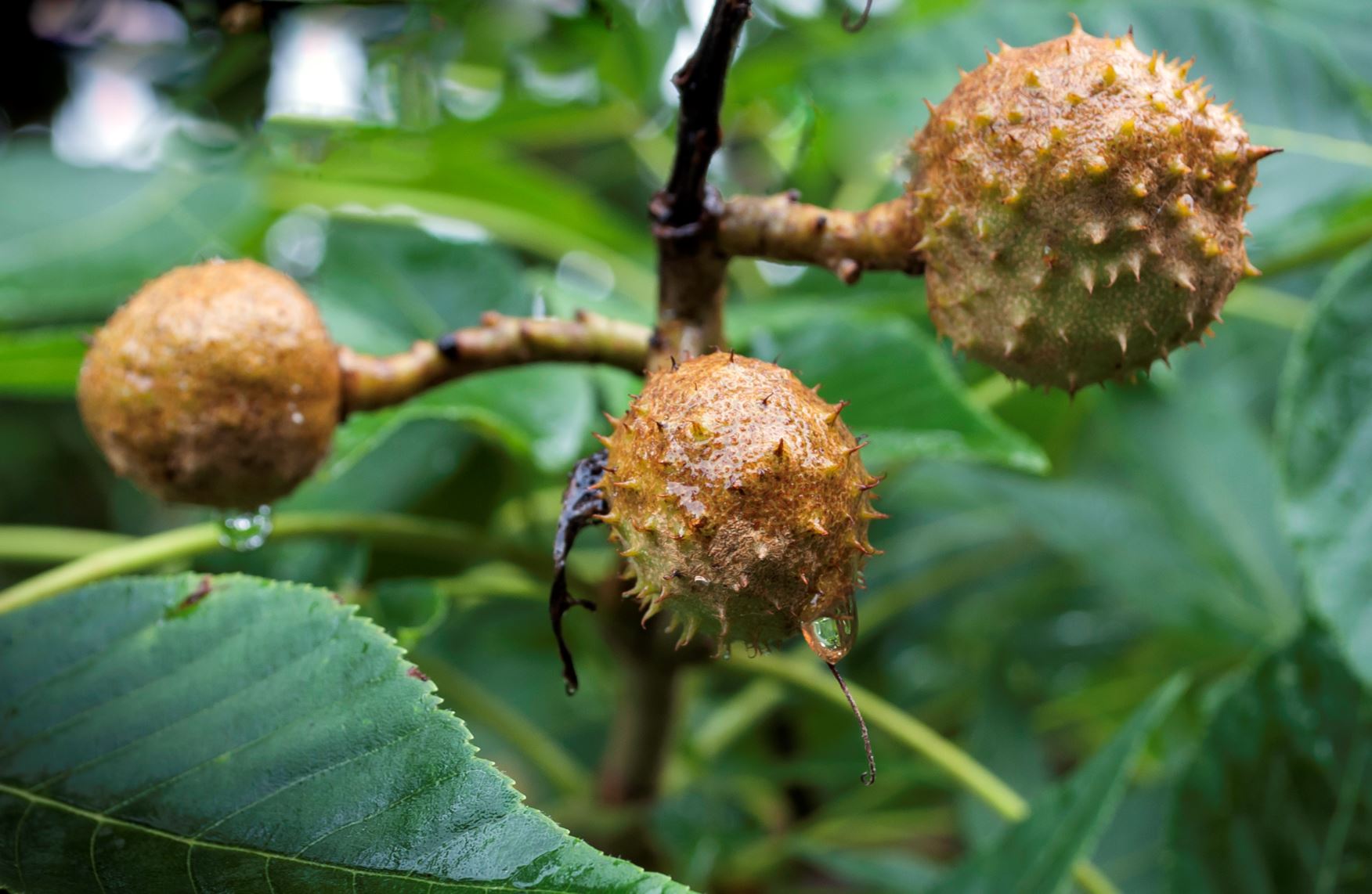 Aesculus flava - sweet buckeye, yellow buckeye | Lewis Ginter Botanical ...