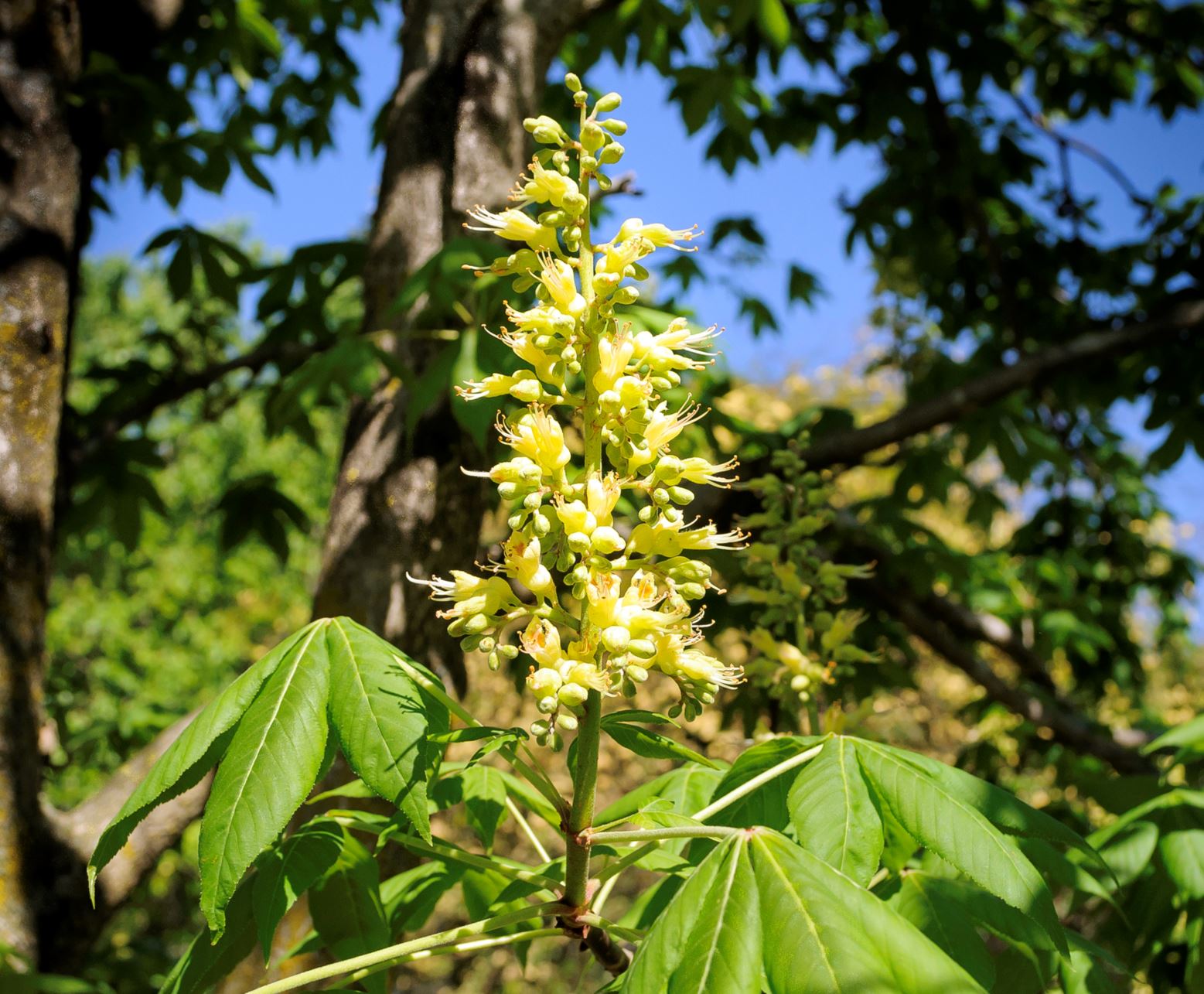 Aesculus flava - sweet buckeye, yellow buckeye | Lewis Ginter Botanical ...