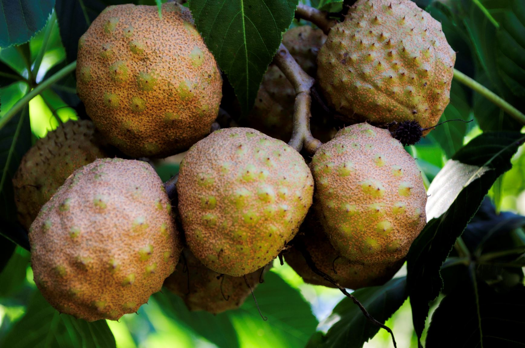 Aesculus flava - sweet buckeye, yellow buckeye | Lewis Ginter Botanical ...
