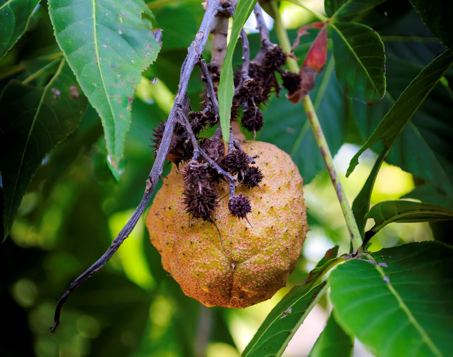 Aesculus flava - sweet buckeye, yellow buckeye | Lewis Ginter Botanical ...
