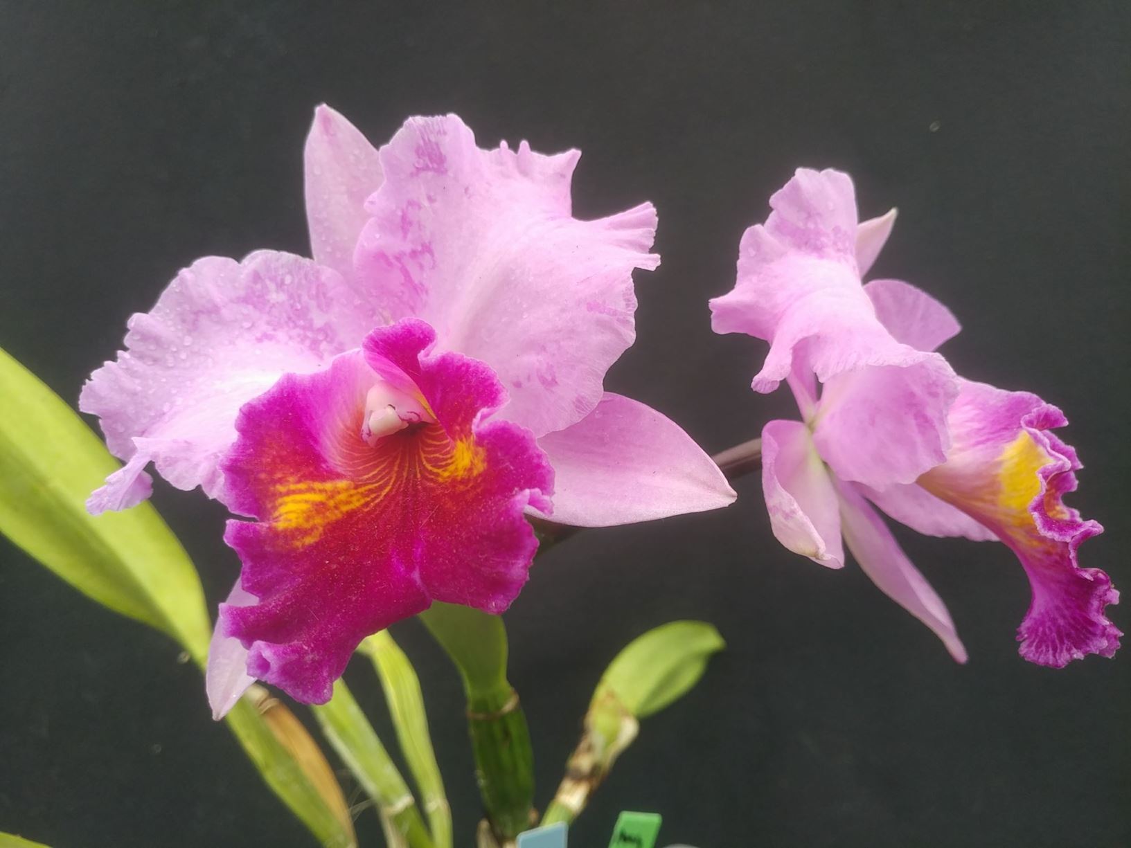 Cattleya Carl Bornshine × C. Mary Dickert - Corsage Orchid | Lewis ...