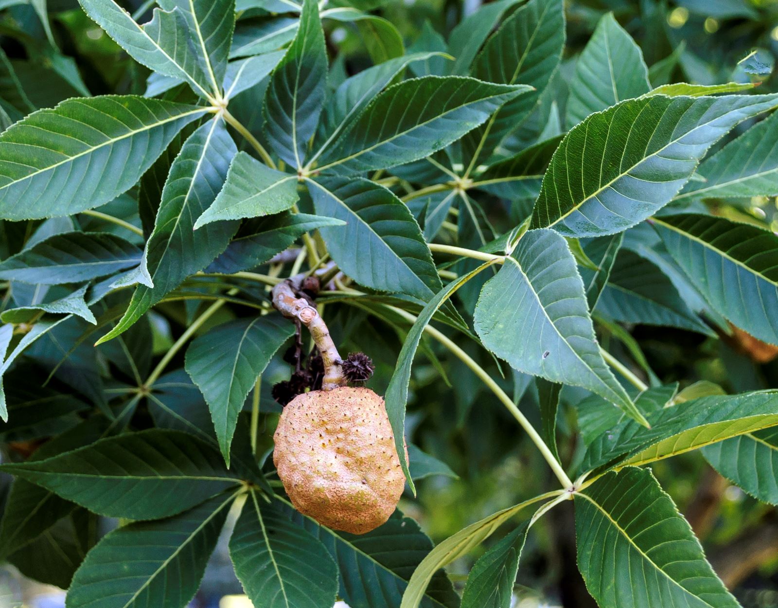 Aesculus flava - sweet buckeye, yellow buckeye | Lewis Ginter Botanical ...