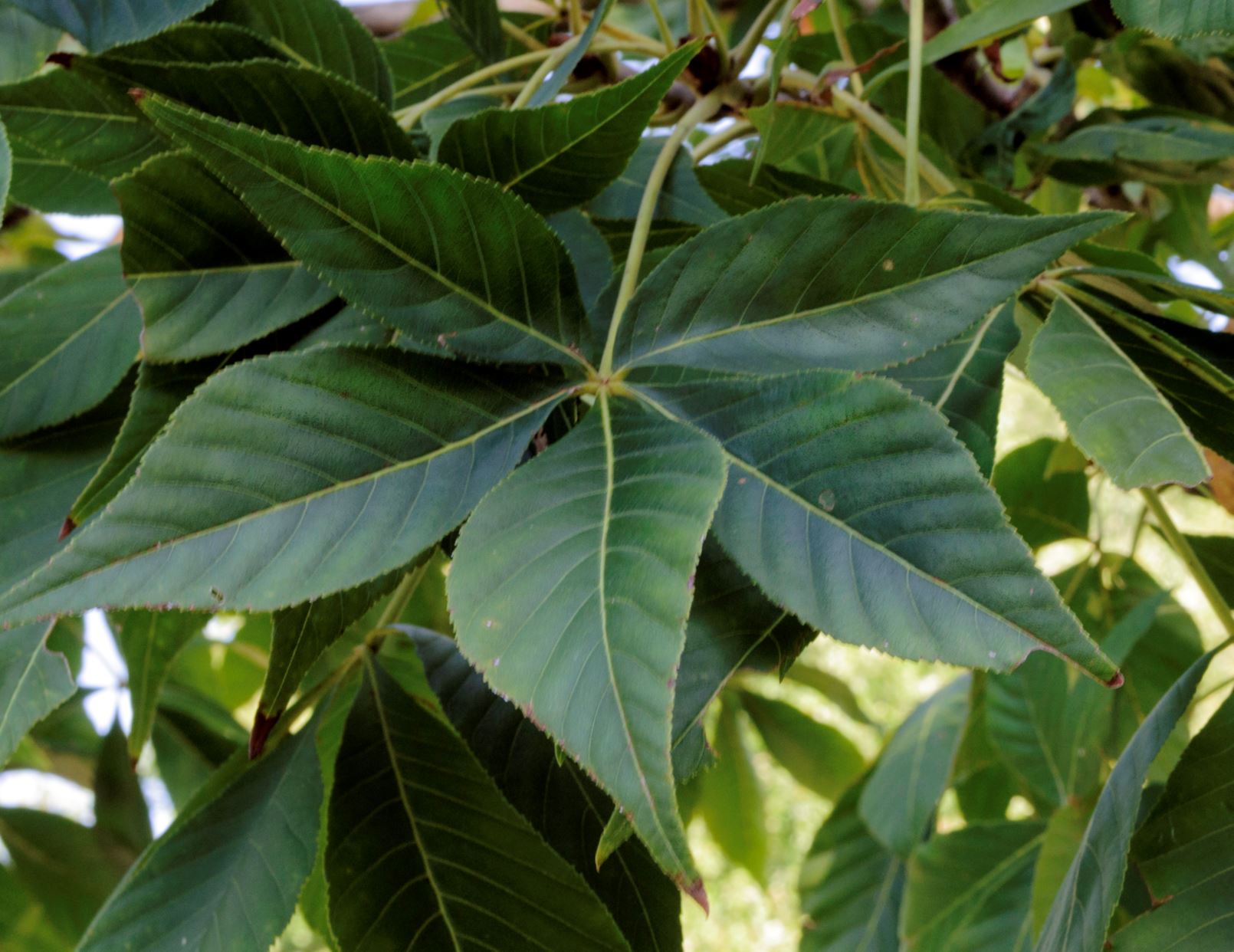 Aesculus flava - sweet buckeye, yellow buckeye | Lewis Ginter Botanical ...