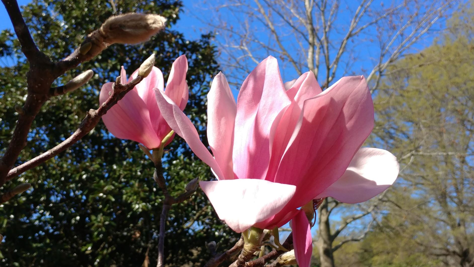 Magnolia 'Blushing Belle' - Hybrid Magnolia, Magnolia | Lewis Ginter ...