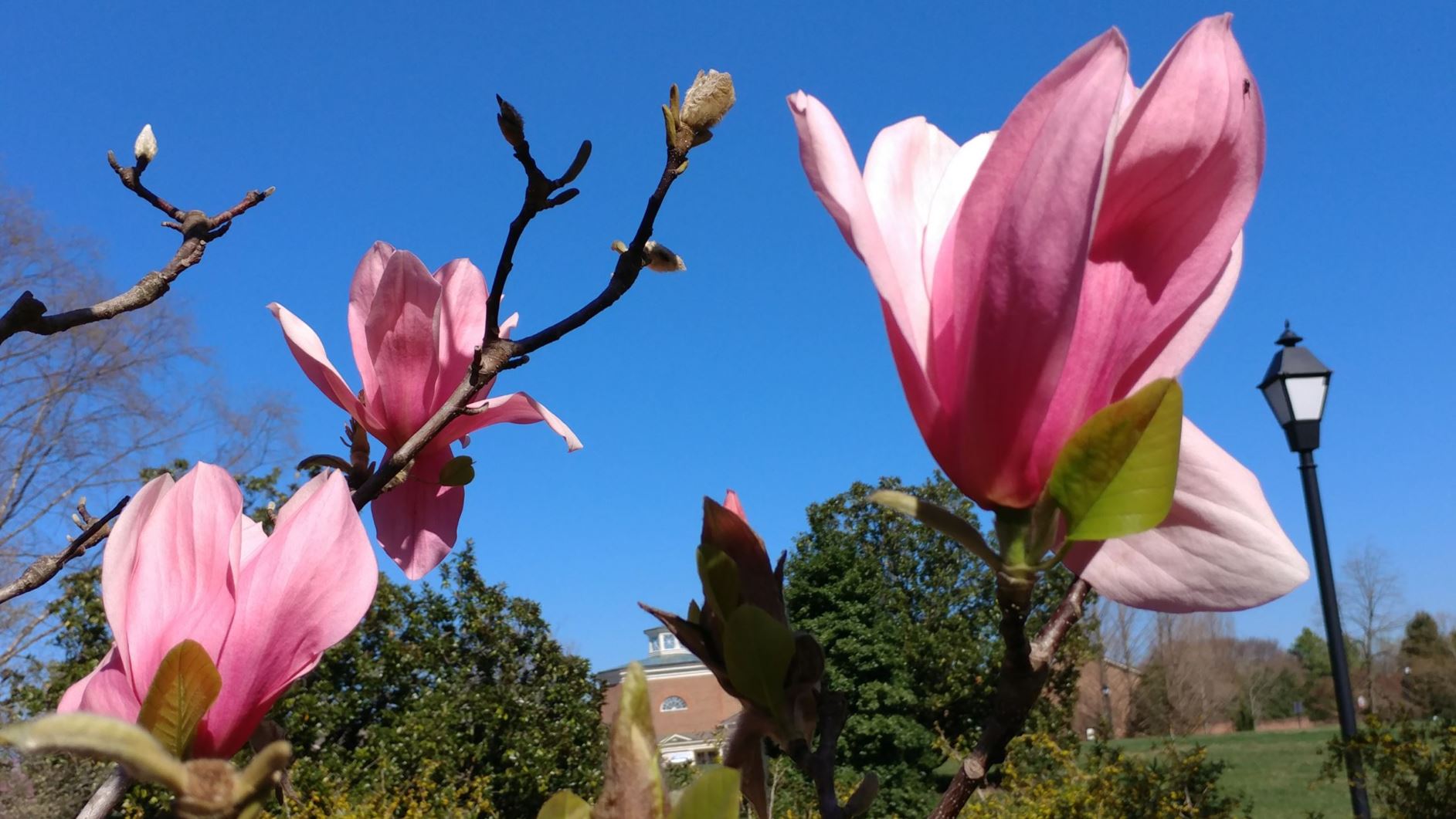 Magnolia 'Blushing Belle' - Hybrid Magnolia, Magnolia | Lewis Ginter ...
