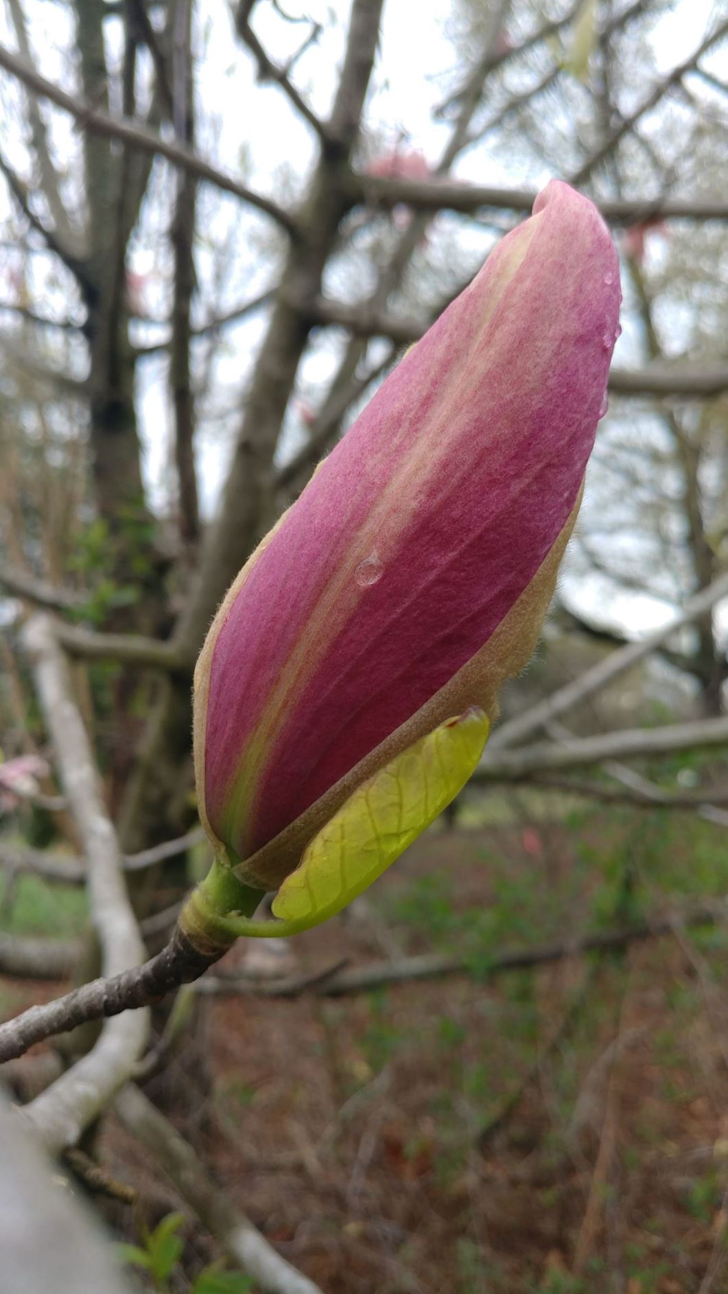 Magnolia 'Gorgeous' - hybrid magnolia | Lewis Ginter Botanical Garden ...