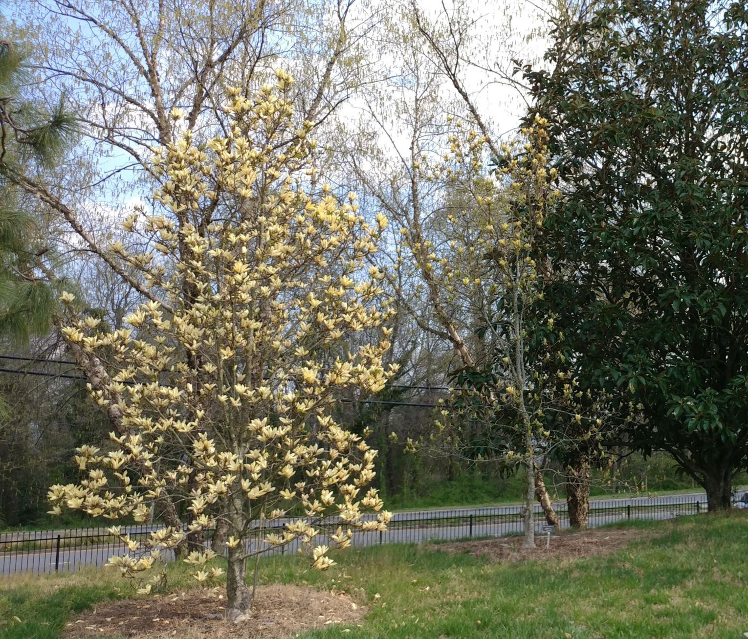 Magnolia 'Lemonade' - hybrid magnolia | Lewis Ginter Botanical Garden ...