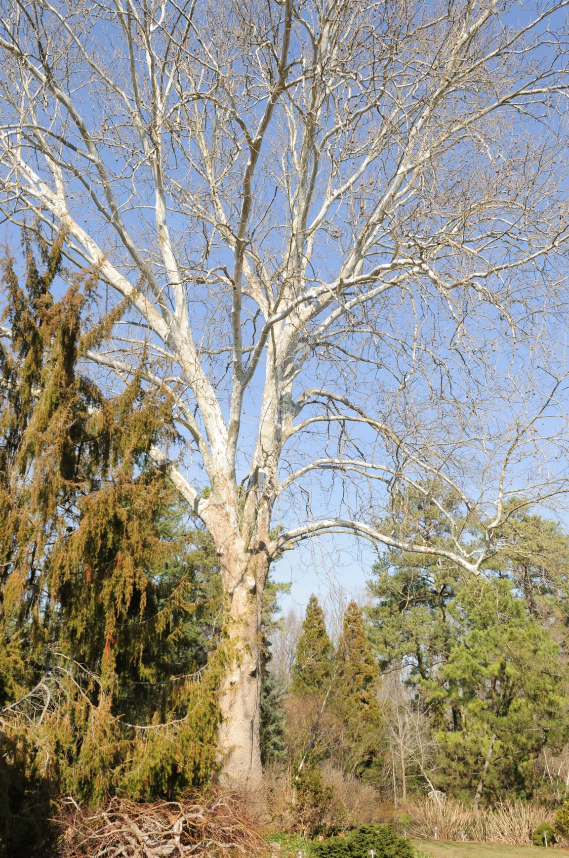 Platanus occidentalis - American sycamore, buttonwood | Lewis Ginter ...