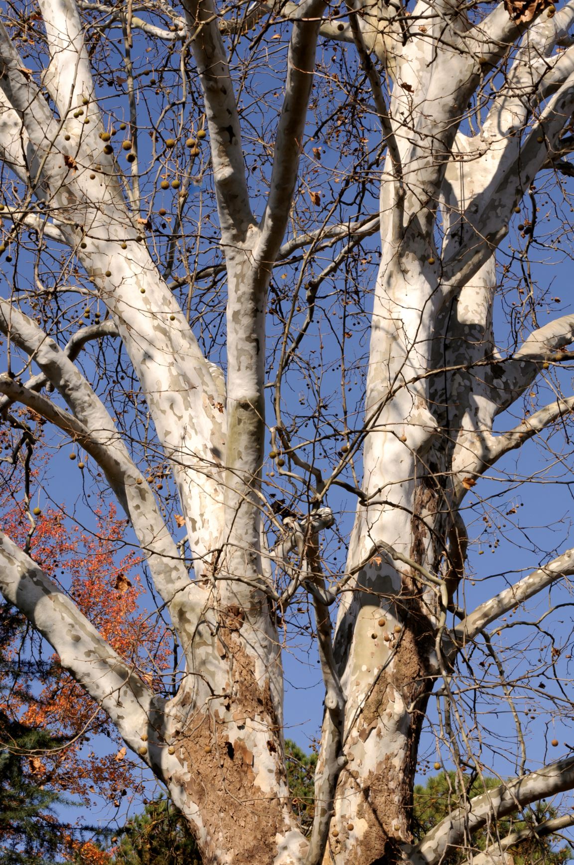 Platanus occidentalis - American sycamore, buttonwood | Lewis Ginter ...