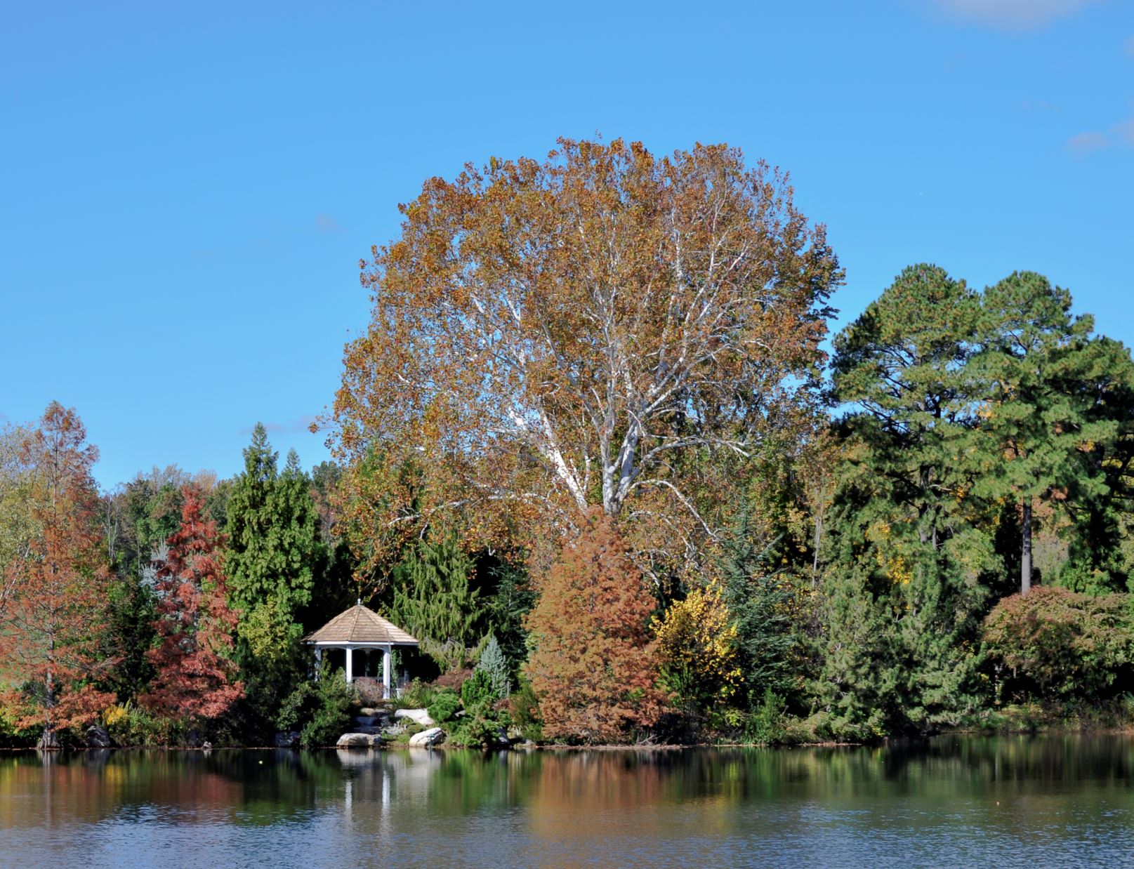 Platanus occidentalis - American sycamore, buttonwood | Lewis Ginter ...