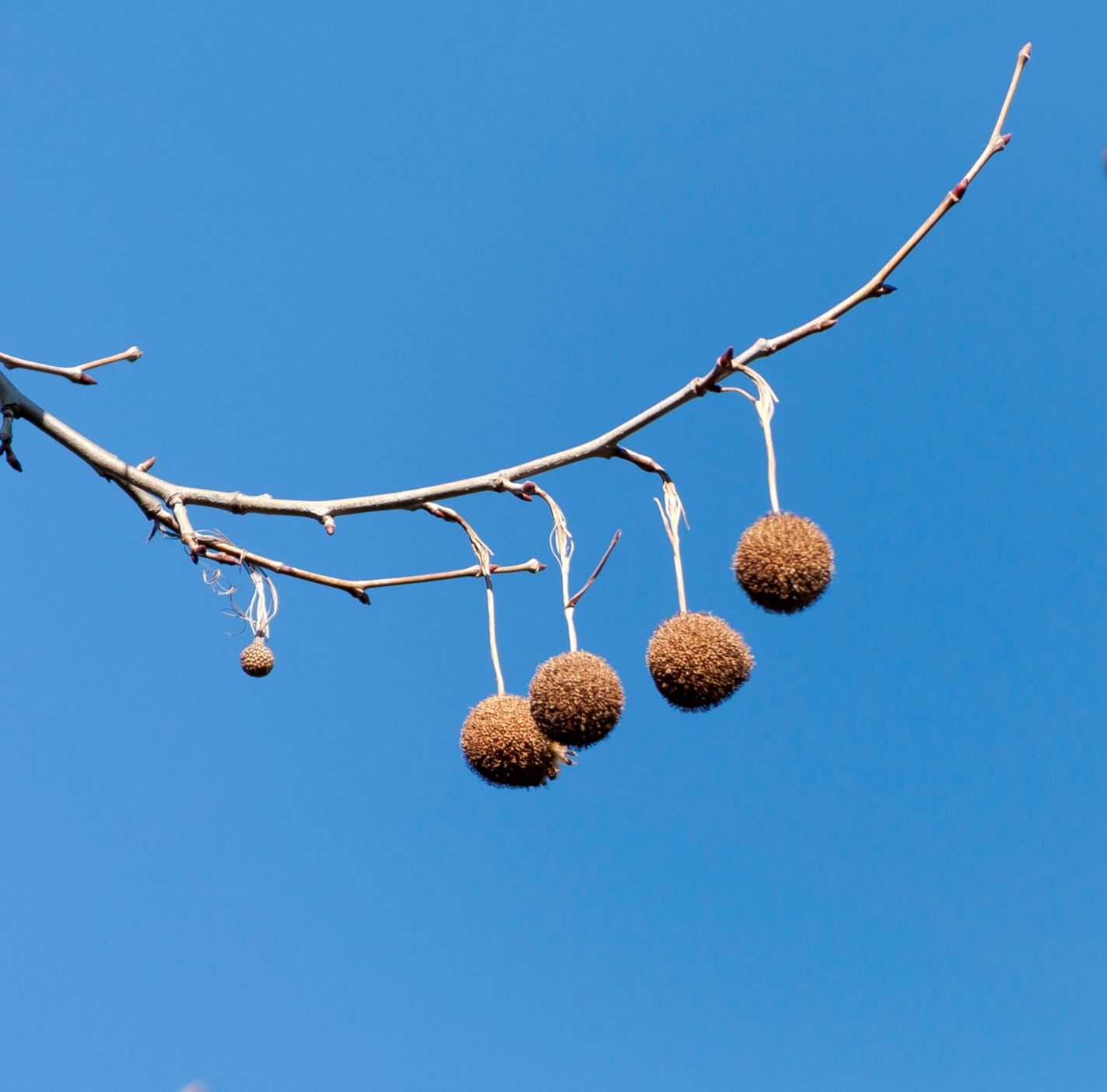 Platanus occidentalis - American sycamore, buttonwood | Lewis Ginter ...