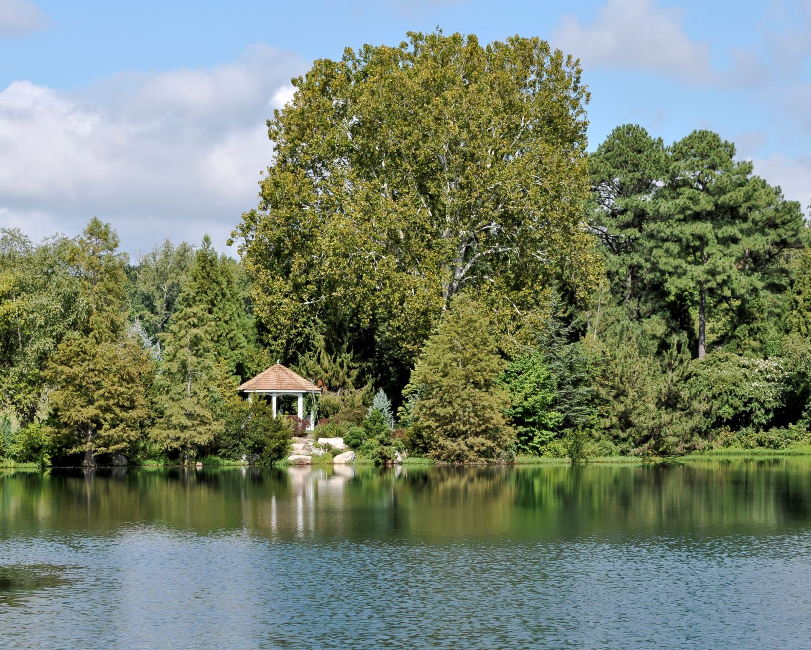 Platanus occidentalis - American sycamore, buttonwood | Lewis Ginter ...