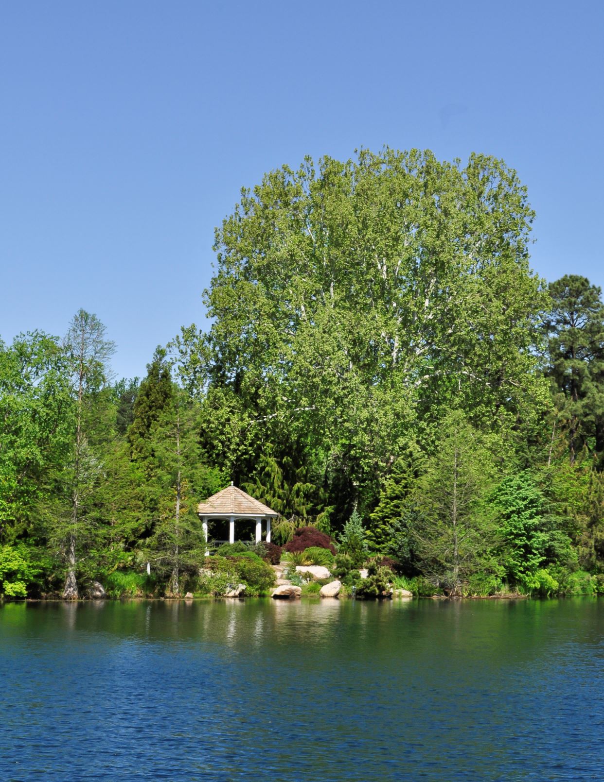 Platanus occidentalis - American sycamore, buttonwood | Lewis Ginter ...