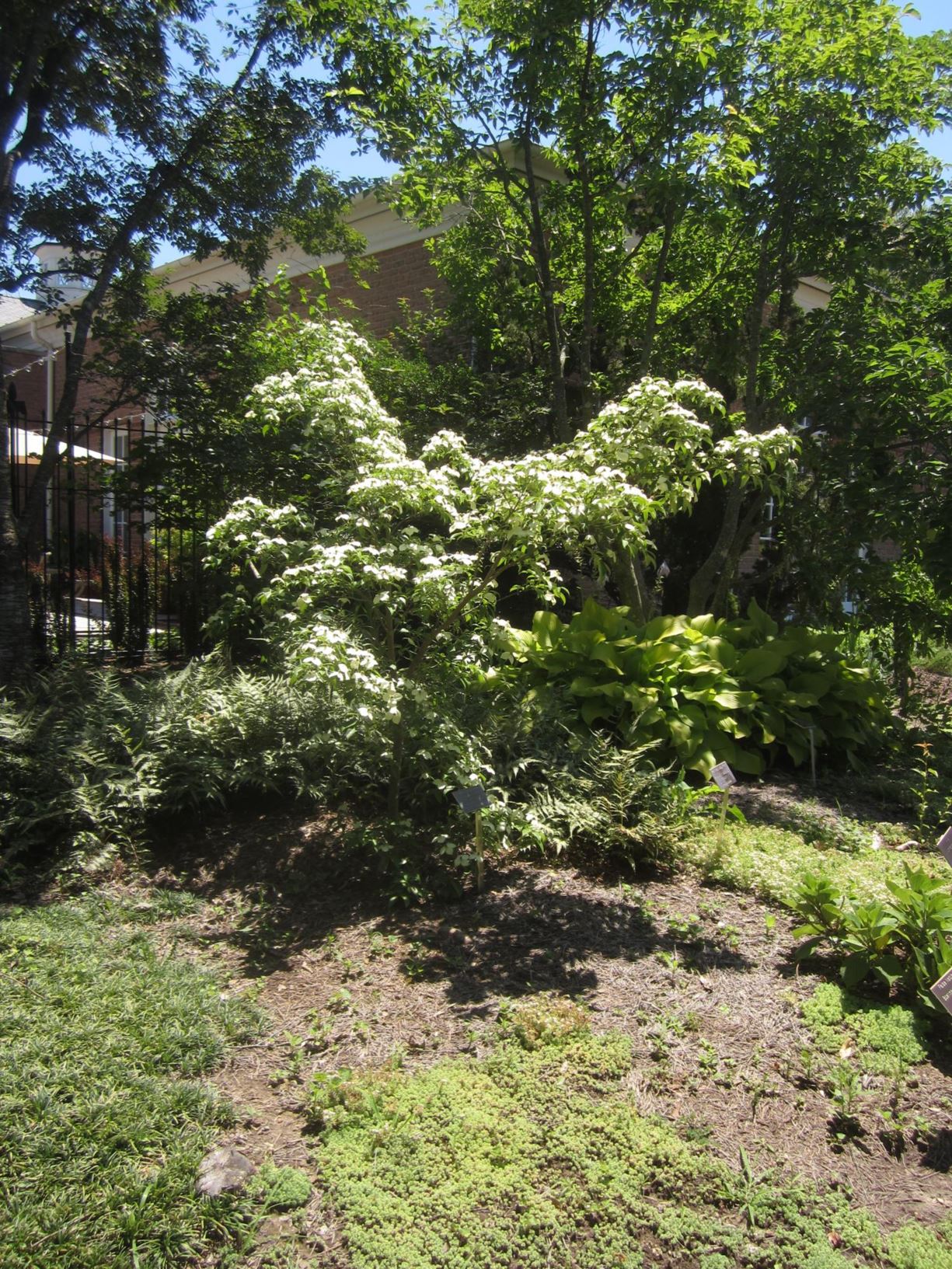 Cornus angustata 'Elsbry' Empress of China ® - Chinese Evergreen ...