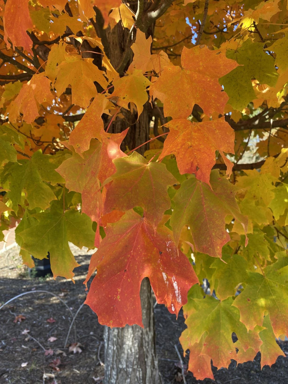 Acer saccharum 'Endowment' - sugar maple | Lewis Ginter Botanical ...