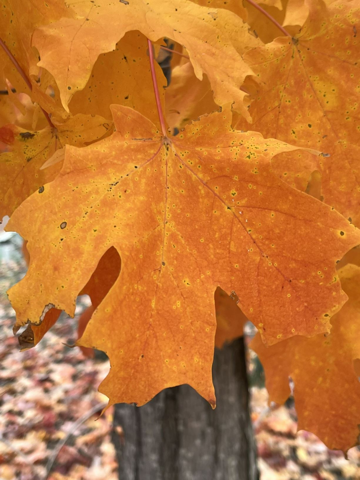Acer saccharum 'Endowment' - sugar maple | Lewis Ginter Botanical ...