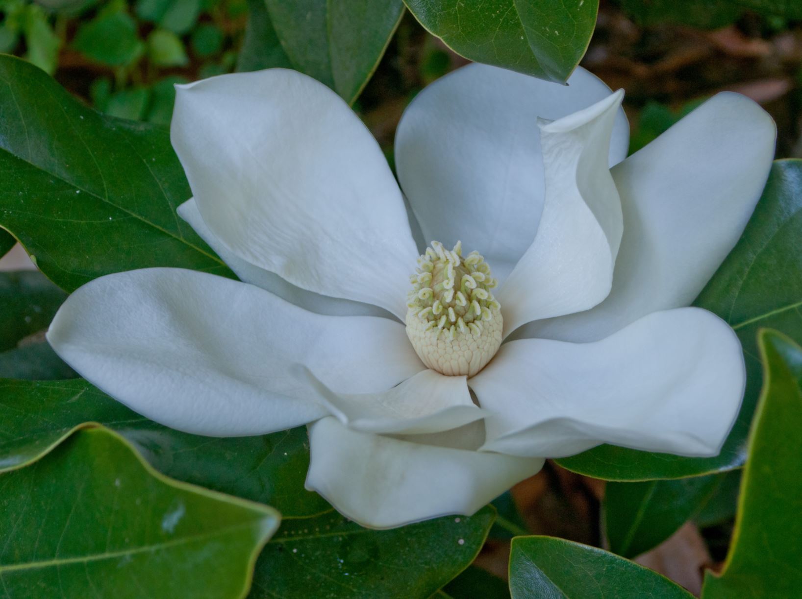 Magnolia grandiflora - southern magnolia | Lewis Ginter Botanical ...