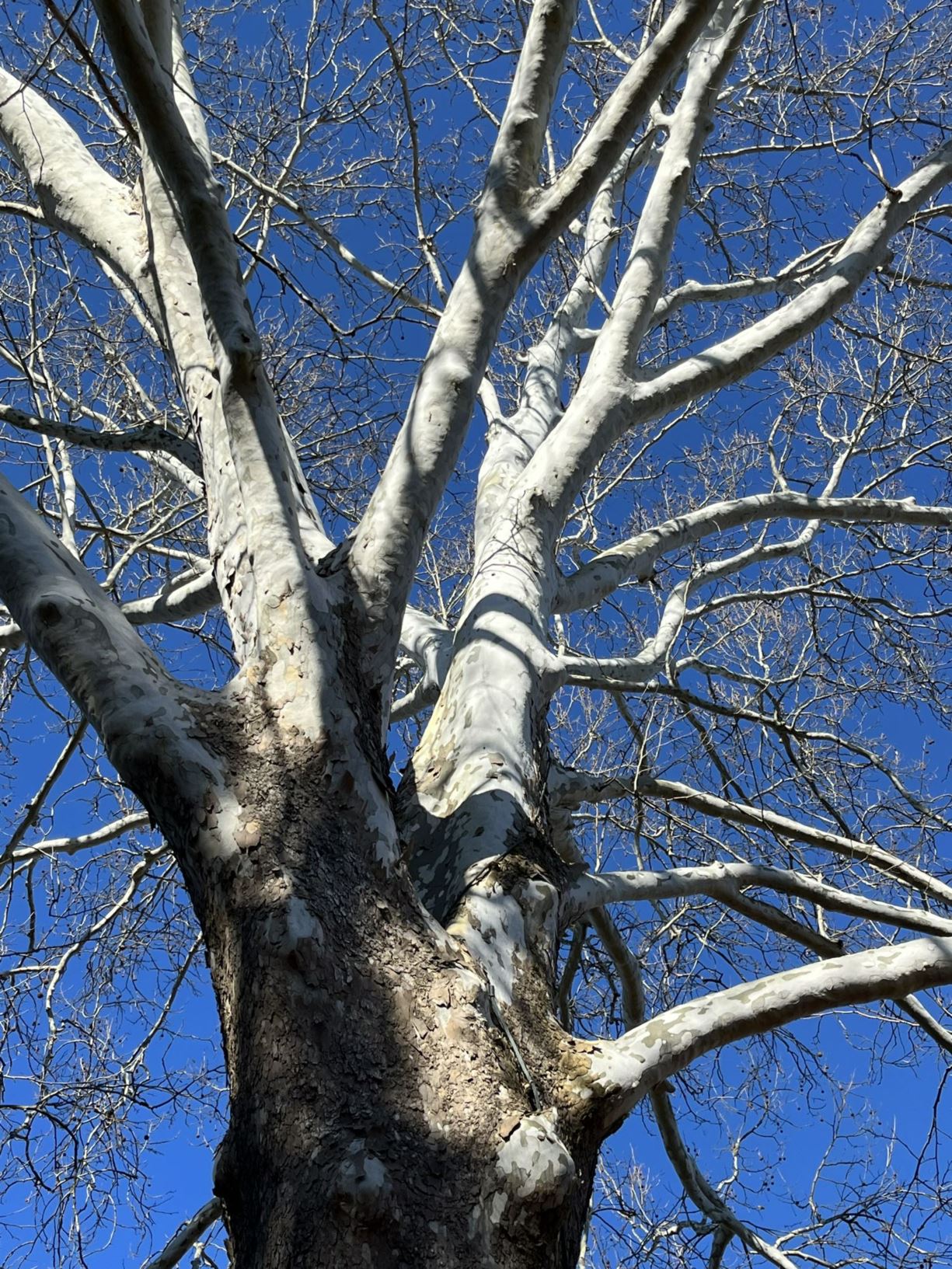 Platanus occidentalis - American sycamore, buttonwood | Lewis Ginter ...