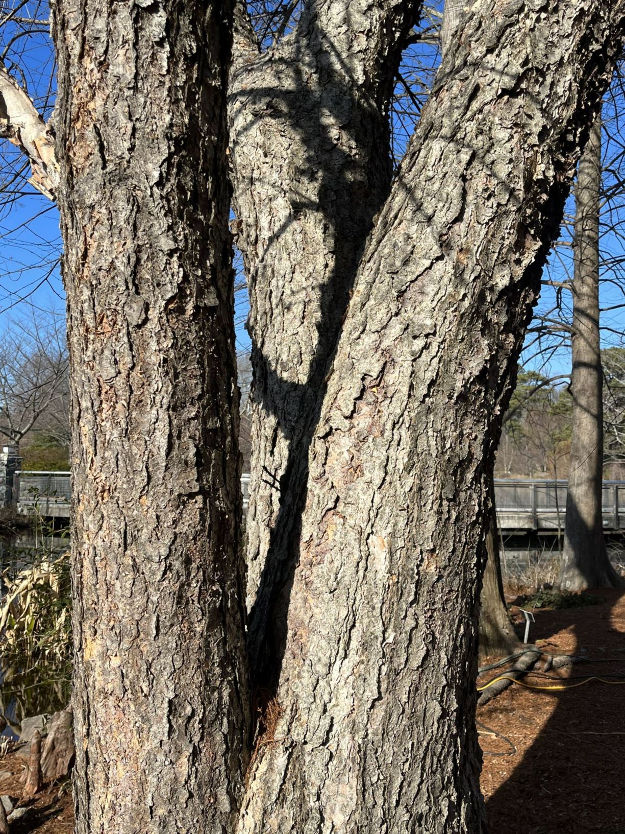 Betula nigra 'Cully' Heritage™ - river birch | Lewis Ginter Botanical ...