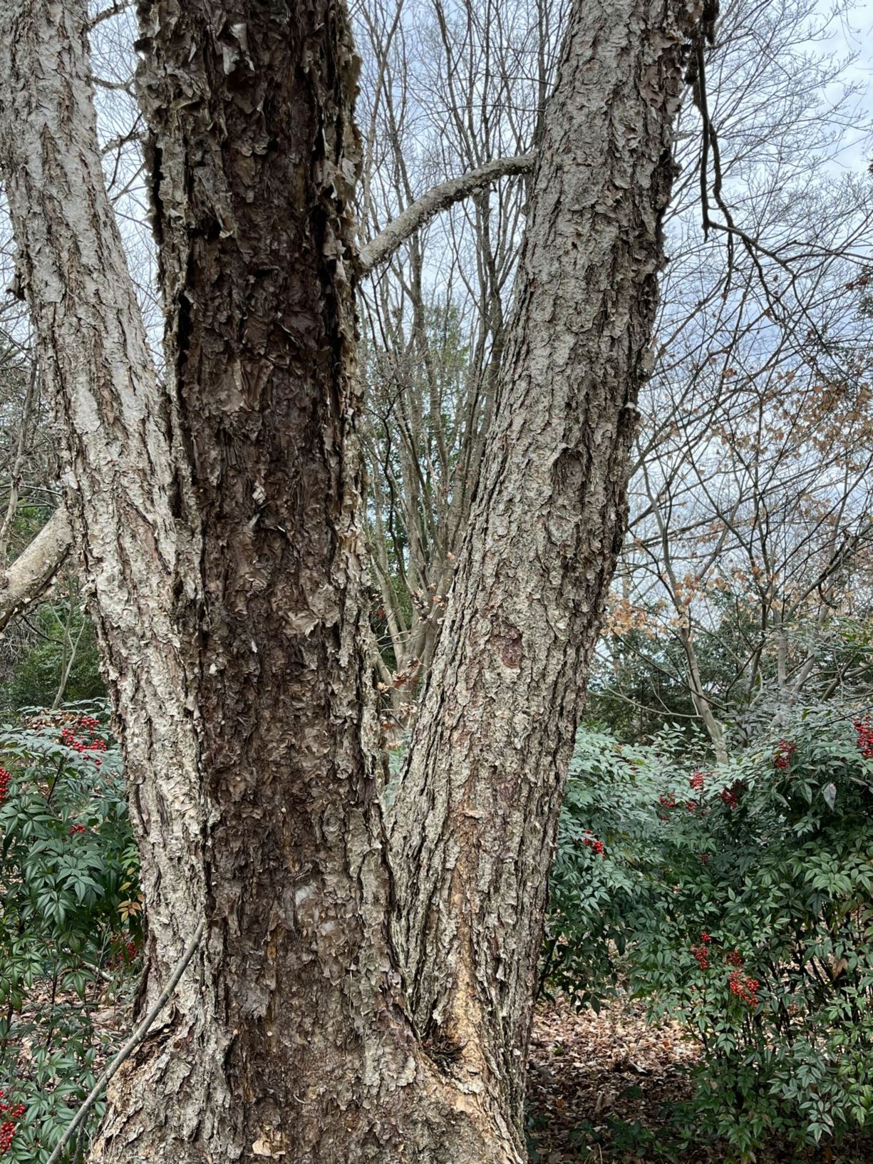 Betula nigra 'Cully' Heritage™ - river birch | Lewis Ginter Botanical ...