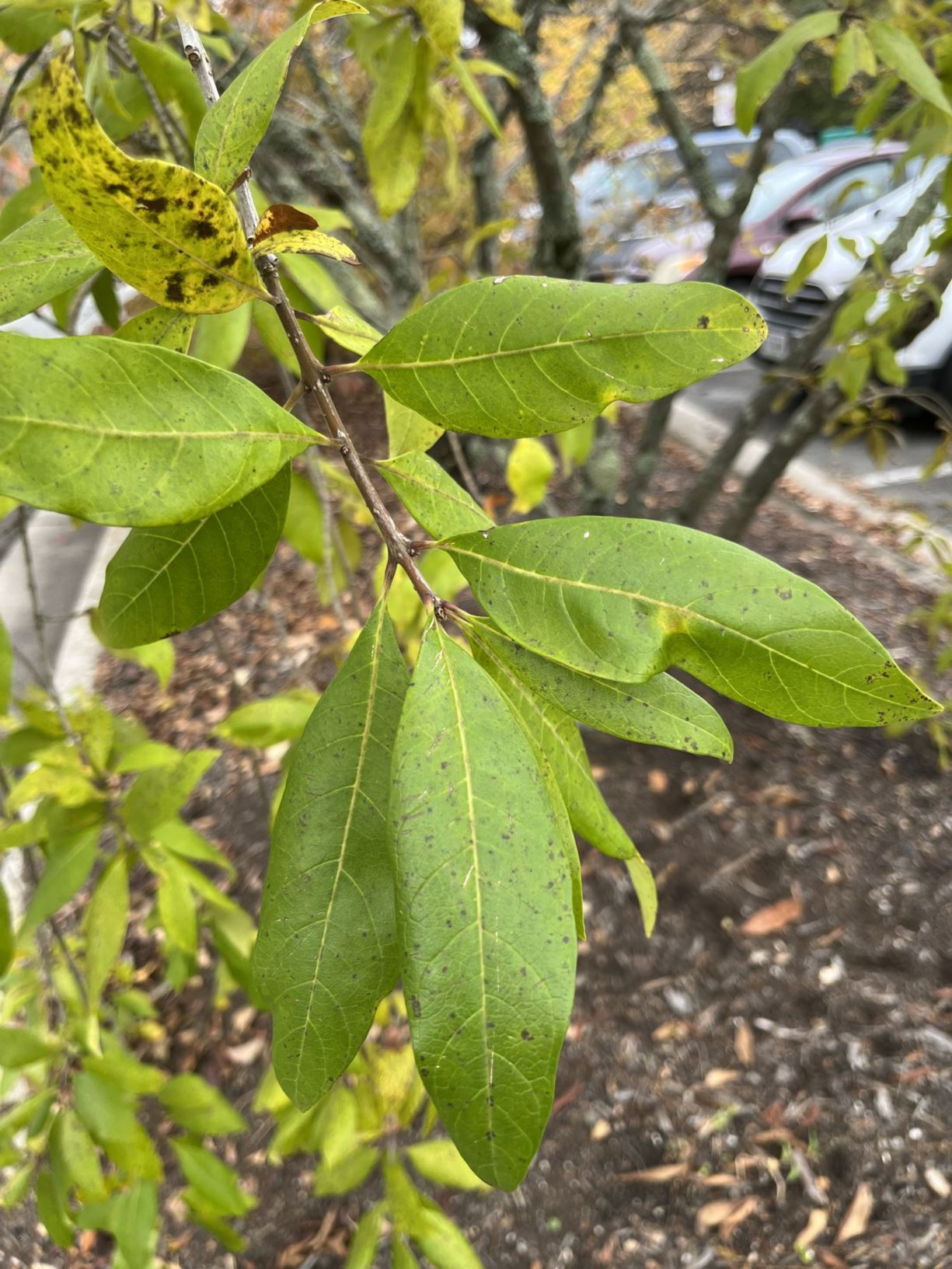 Chionanthus virginicus - fringe tree | Lewis Ginter Botanical Garden ...