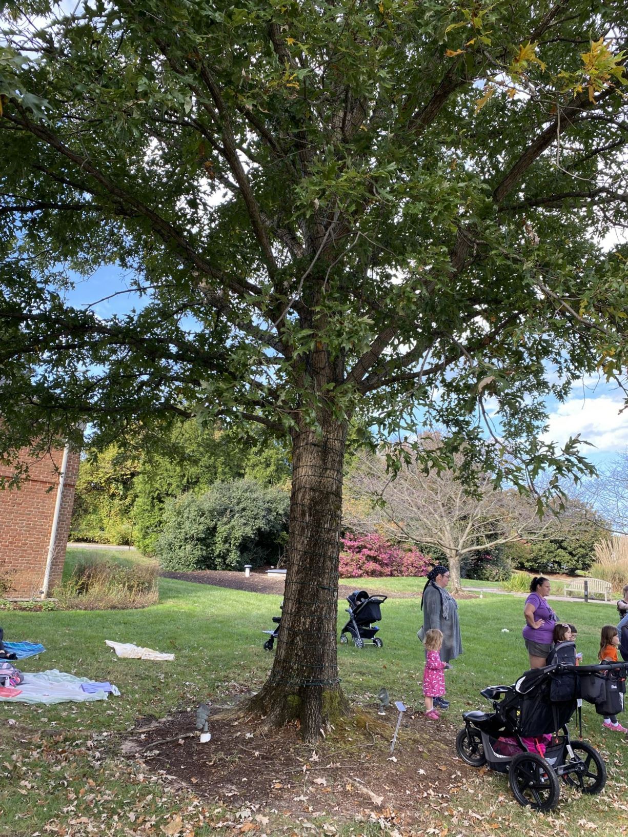 Quercus lyrata 'QLFTB' Highbeam ™ - overcup oak | Lewis Ginter ...
