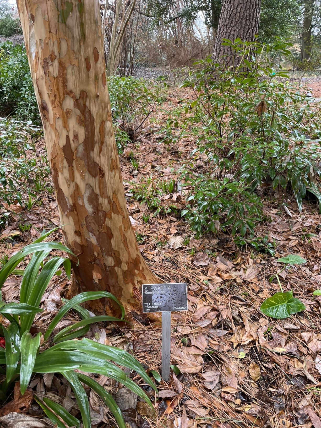 Stewartia sp. - stewartia | Lewis Ginter Botanical Garden - Richmond ...