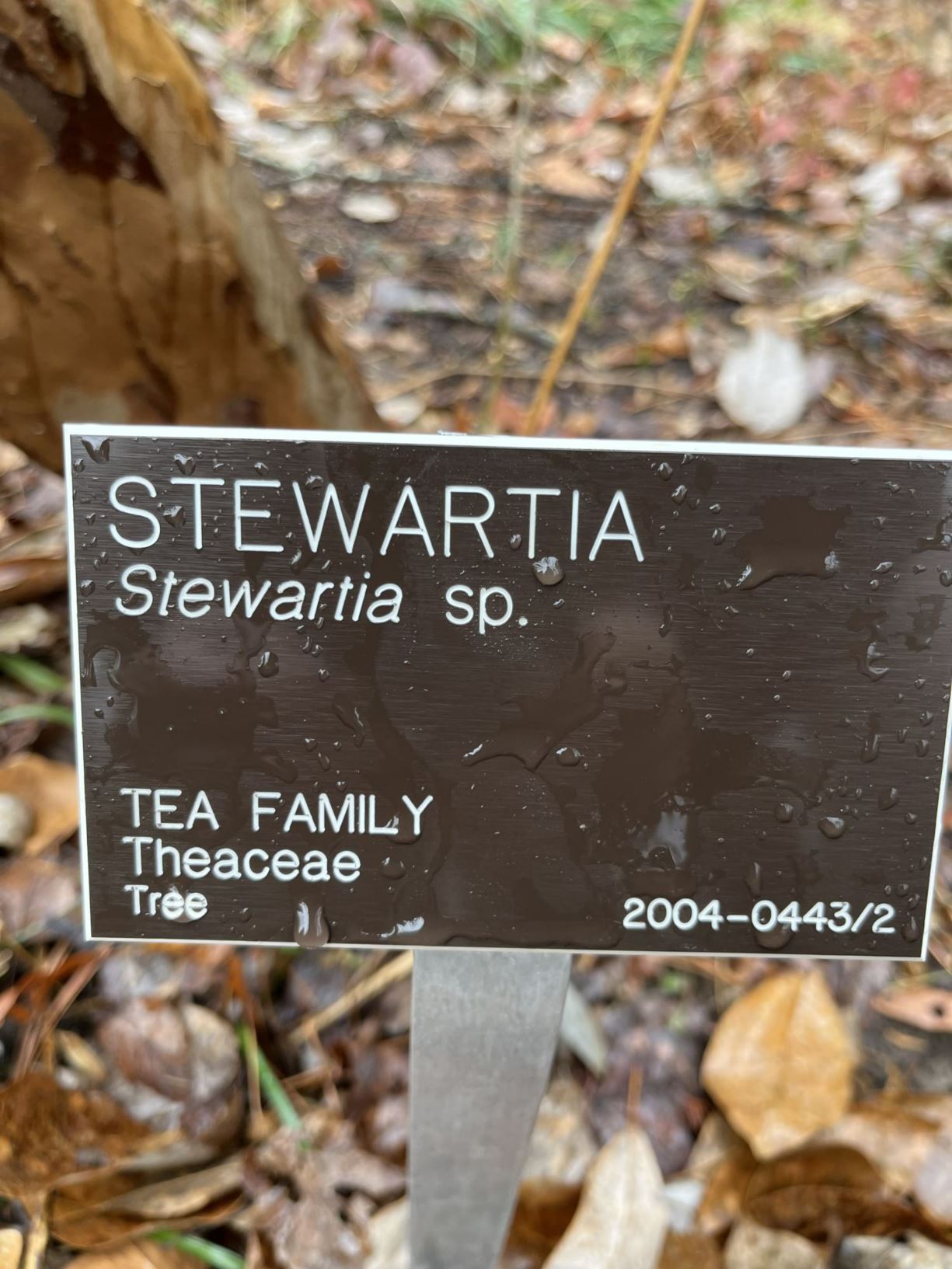 Stewartia sp. - stewartia | Lewis Ginter Botanical Garden - Richmond ...