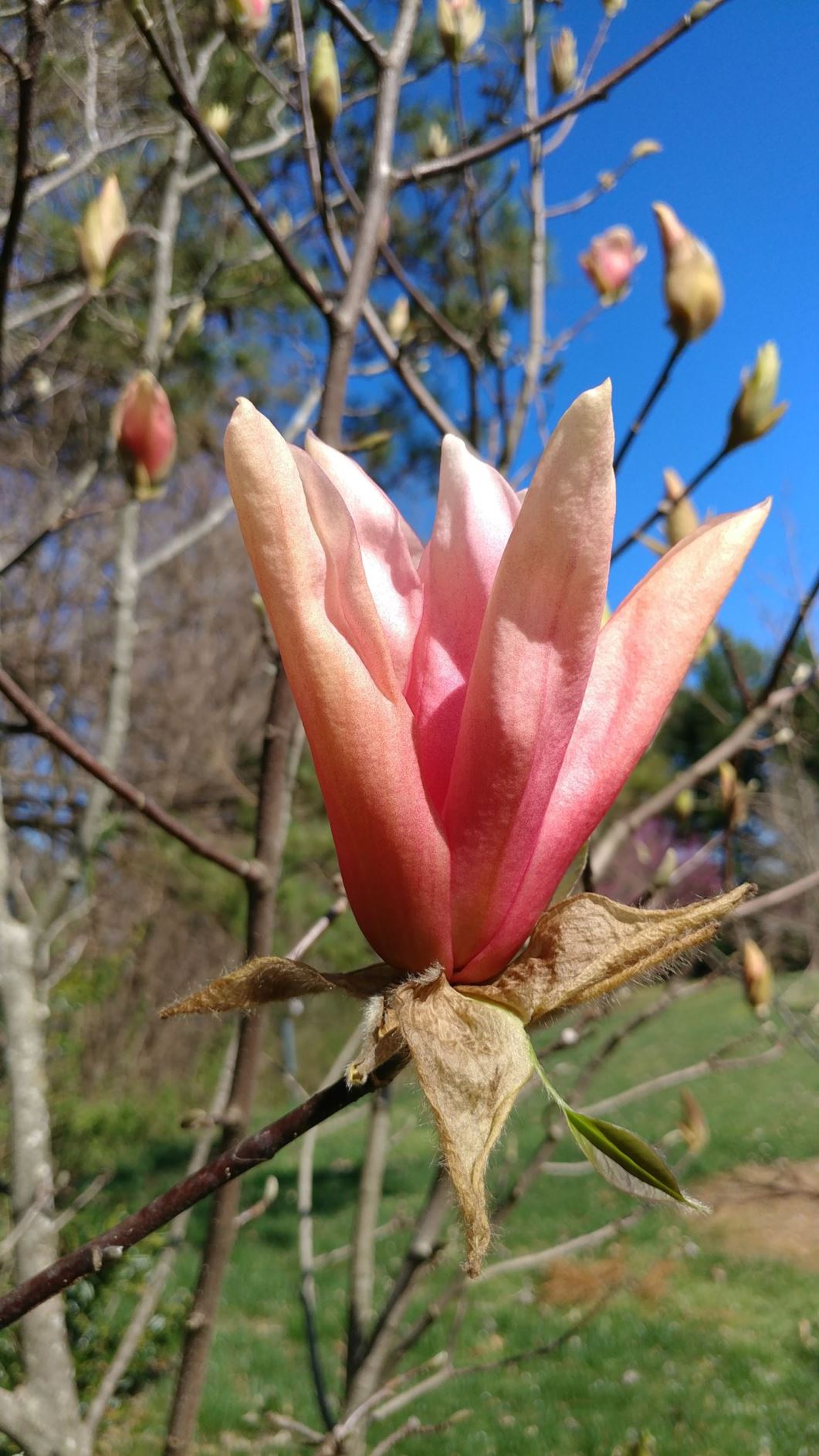 Magnolia hybrid - hybrid magnolia | Lewis Ginter Botanical Garden ...